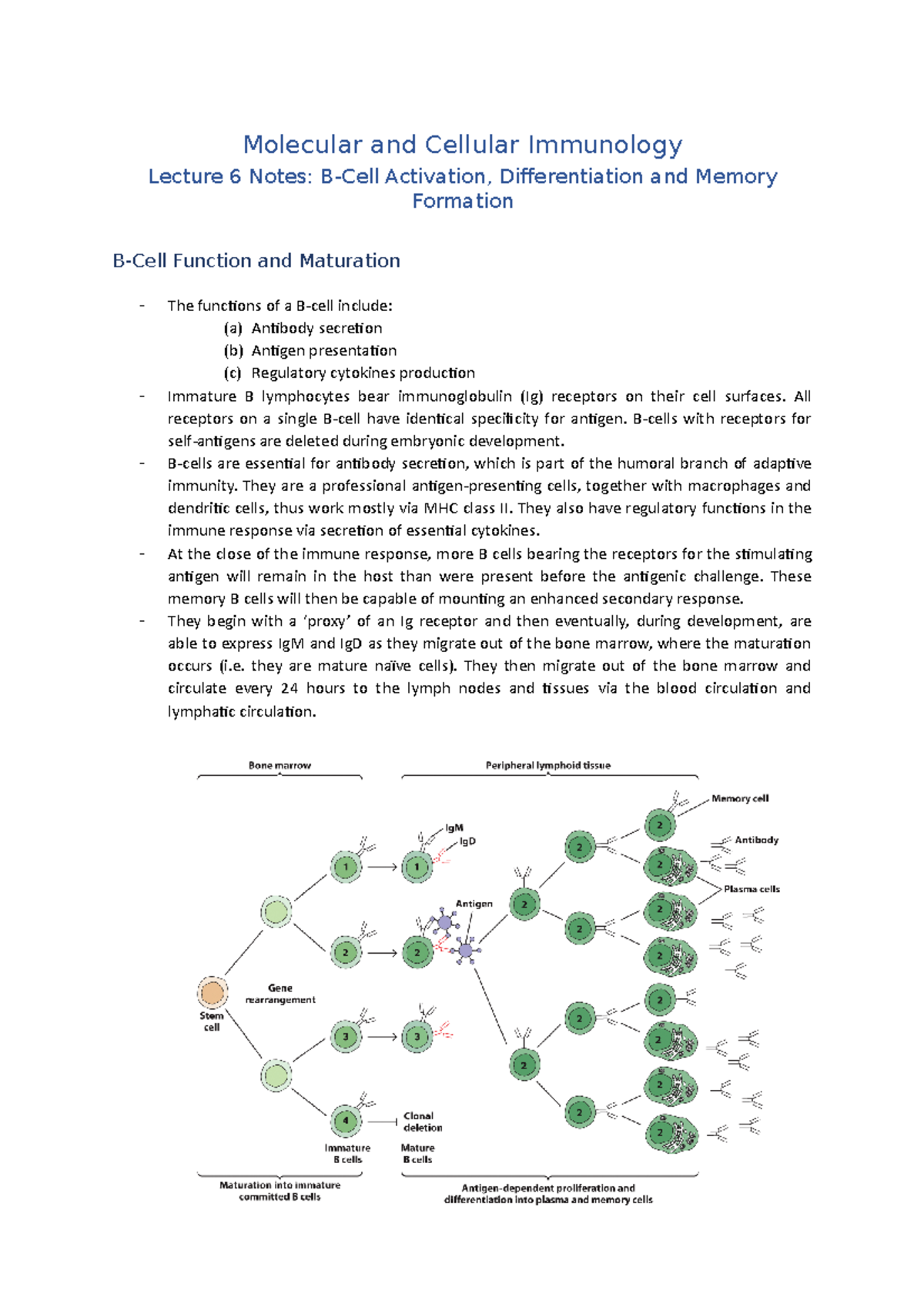 Lecture 6 Notes (B-Cell Activation, Differentiation and Memory ...