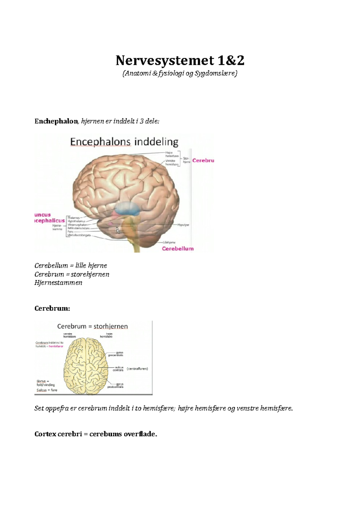 Nervesystemet 1&2 - hHernens opbygning og CNS - Nervesystemet 1& (Anatomi & fysiologi og - Studocu