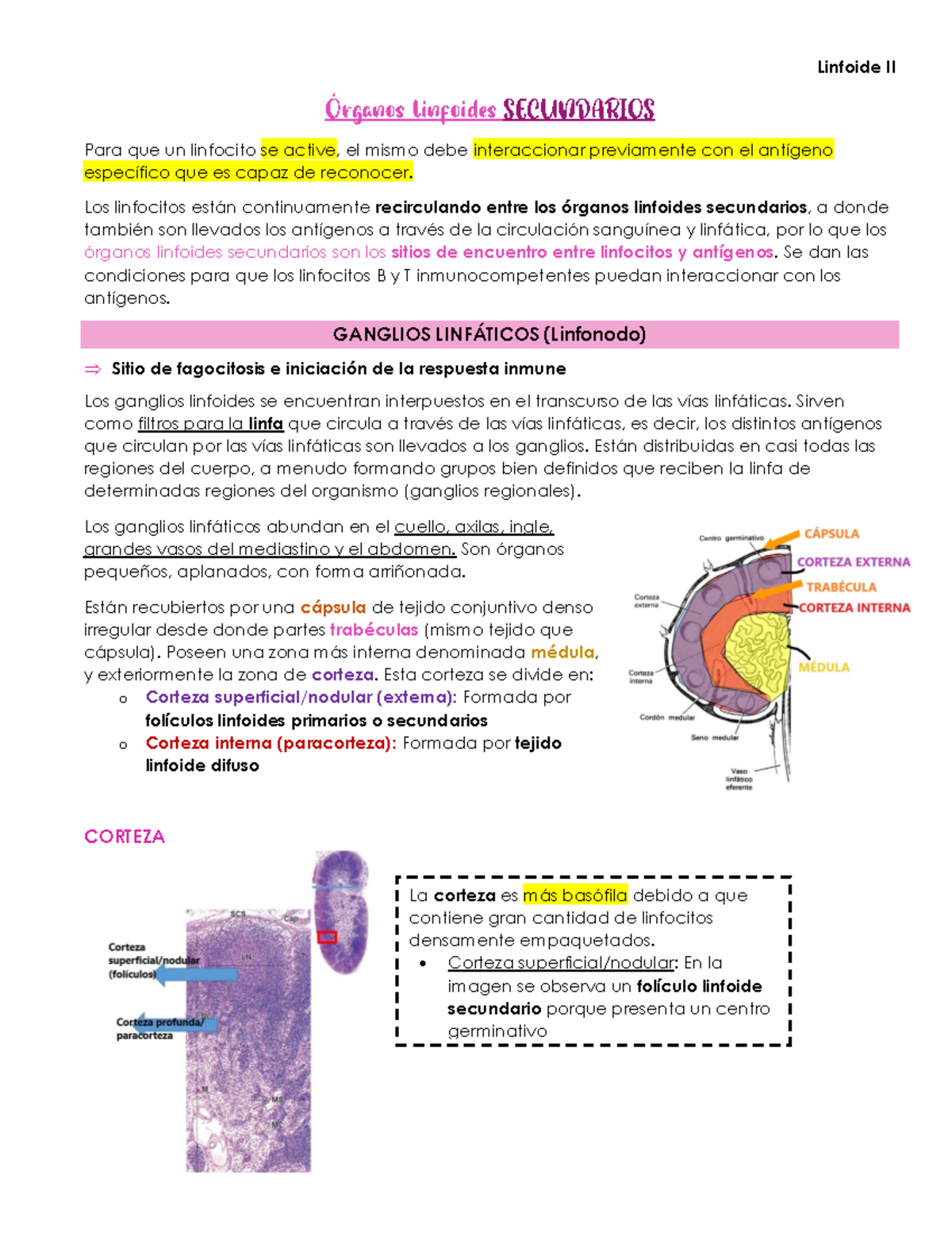 13. Linfoide II - ddddfghfhf fhfhh fhfhthh fdbhfhfth jjf jfjfu jfjfuenf ...