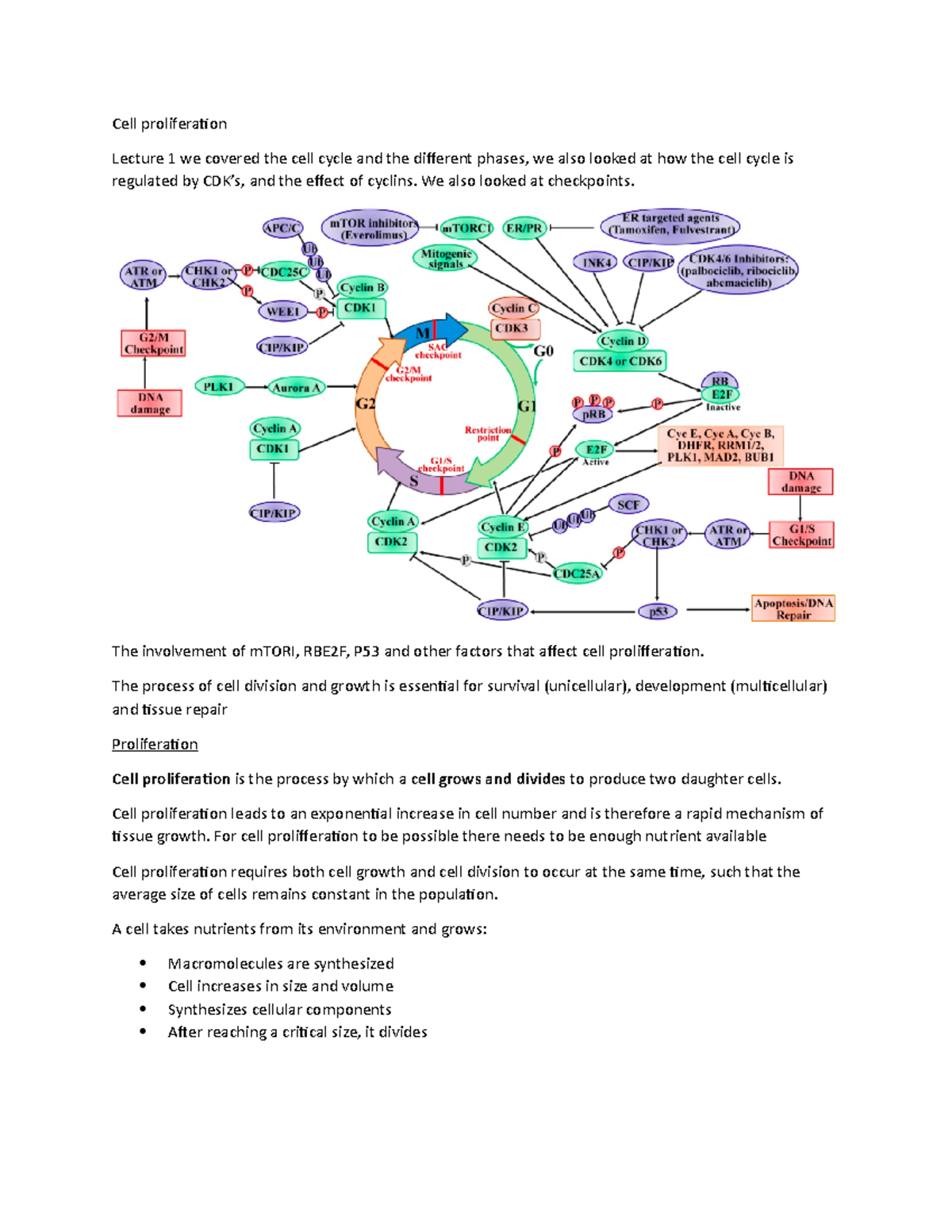 Lecture 14 - cell proliferation - Cell proliferation Lecture 1 we ...