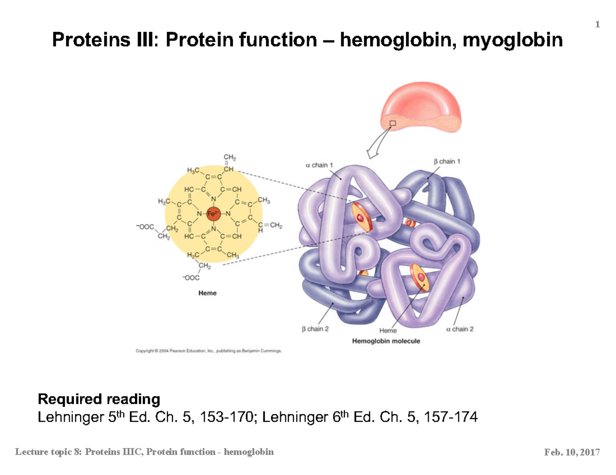 Lecture 8 proteins III-c hemoglobin (PDF) - Proteins III: Protein ...