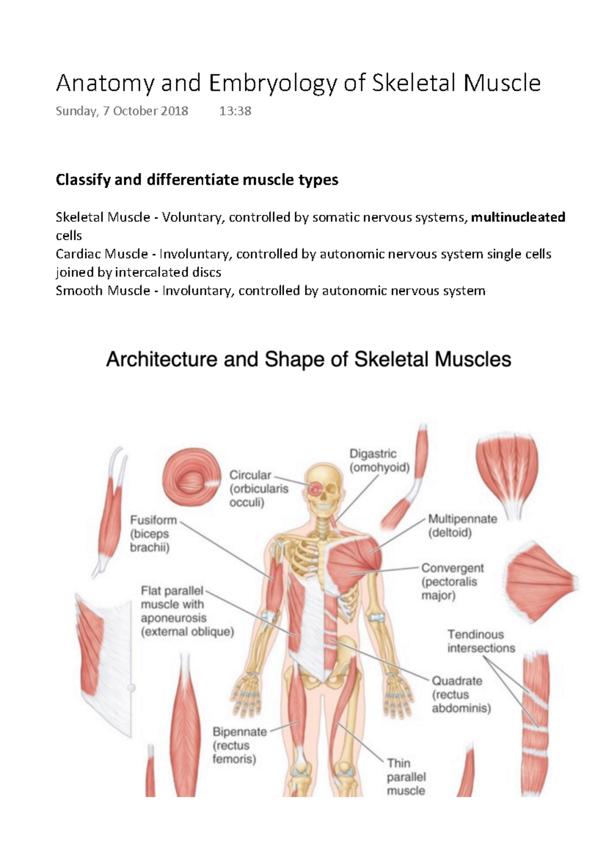 Anatomy and Embryology of Skeletal Muscle - Classify and differentiate ...