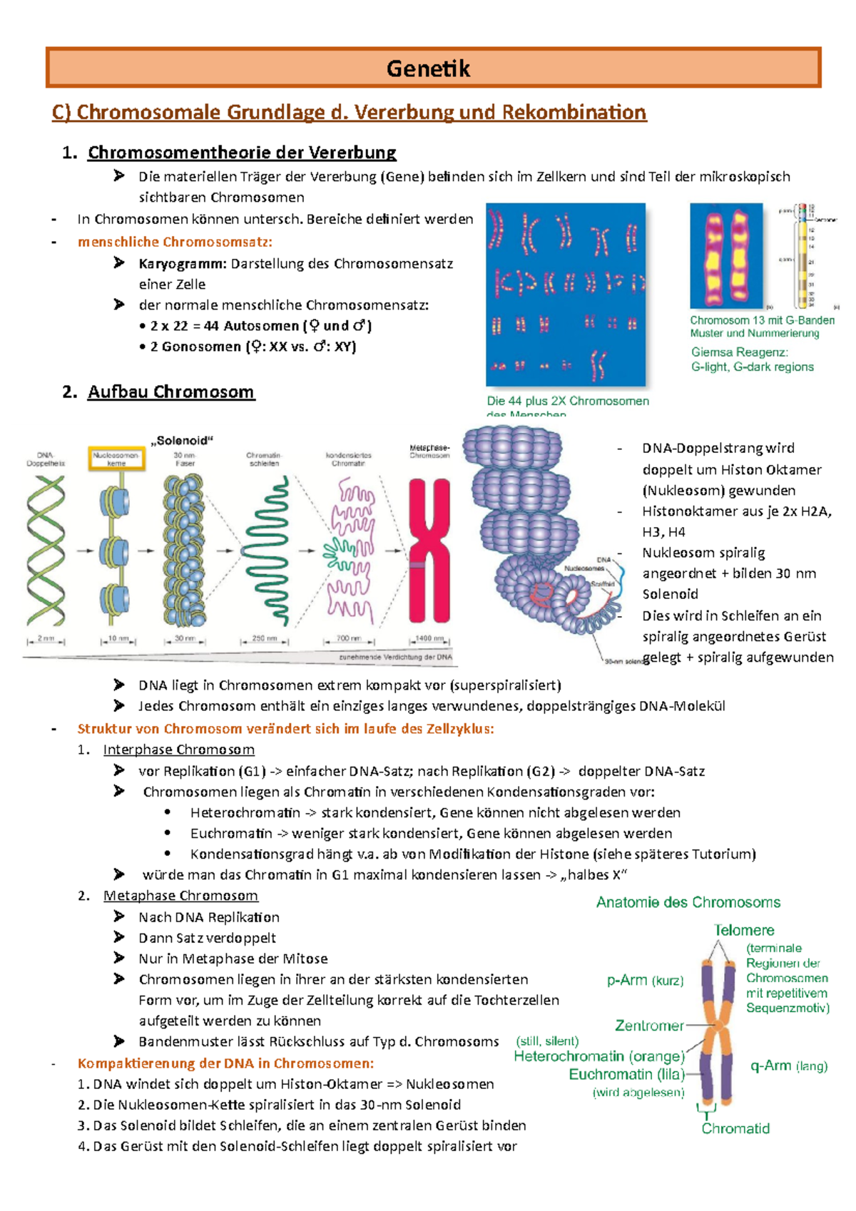 1. Genetik 22/23 - Genetik C) Chromosomale Grundlage d. Vererbung und Rekombination 1. - Studocu