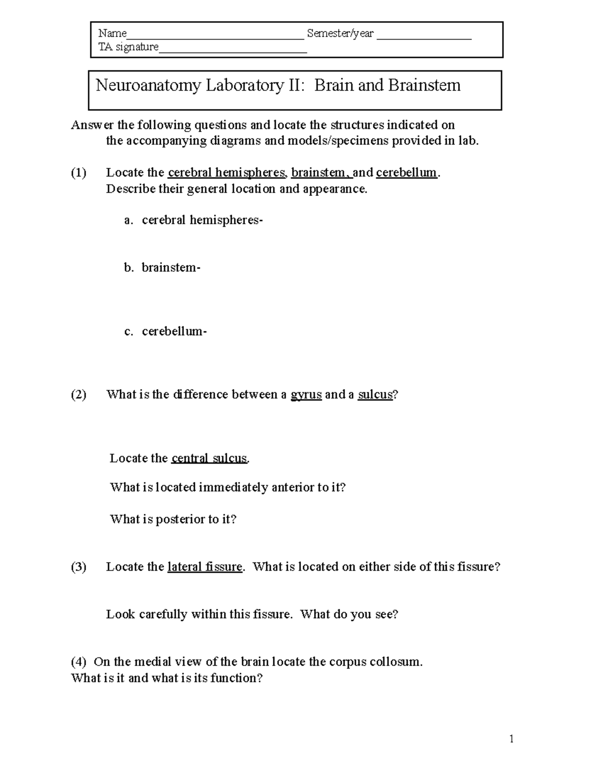 Brain lab - lab - Answer the following questions and locate the ...