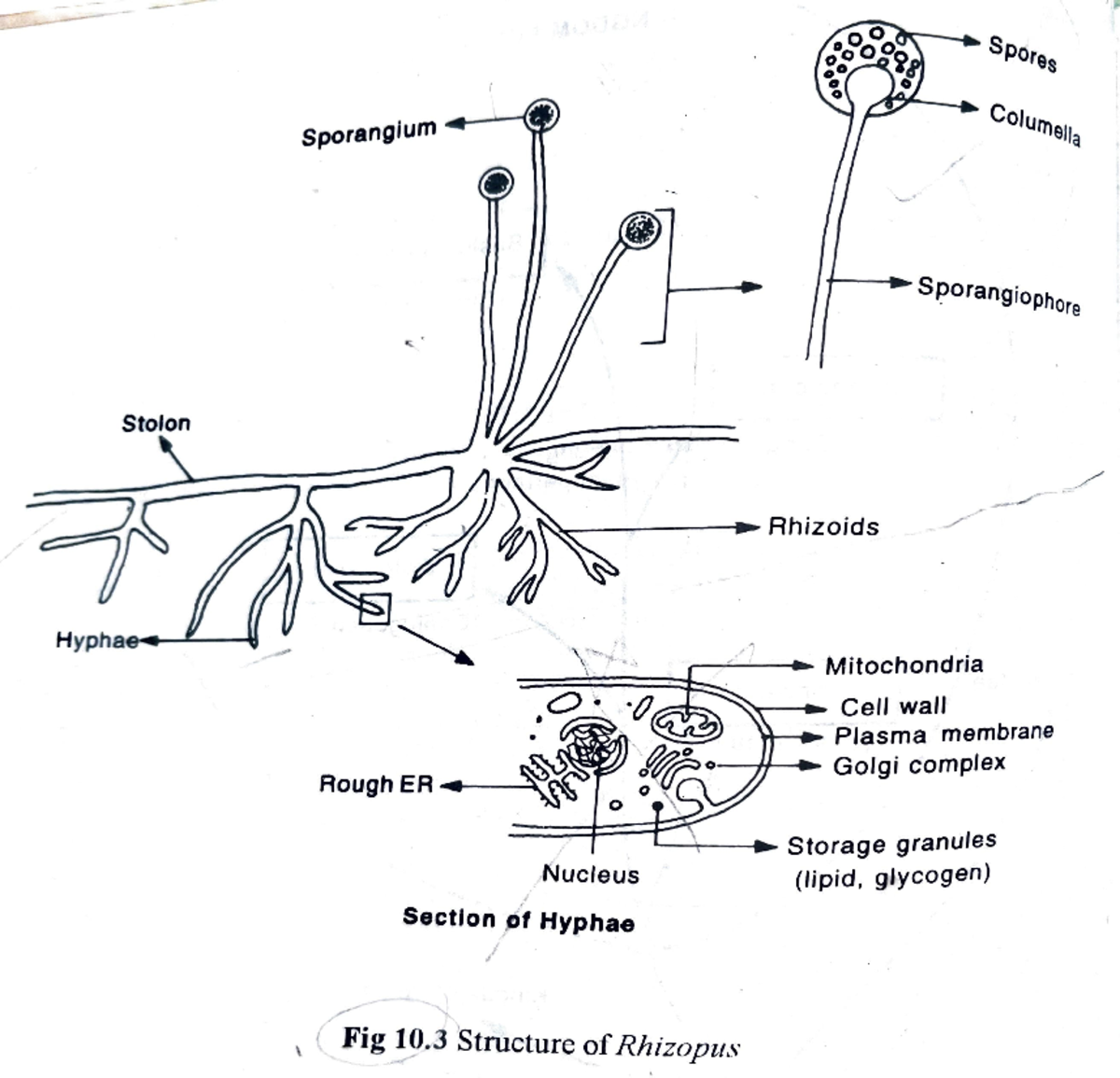 Life Cycles of different classes of fungi - Spores Sporangium Columella ...