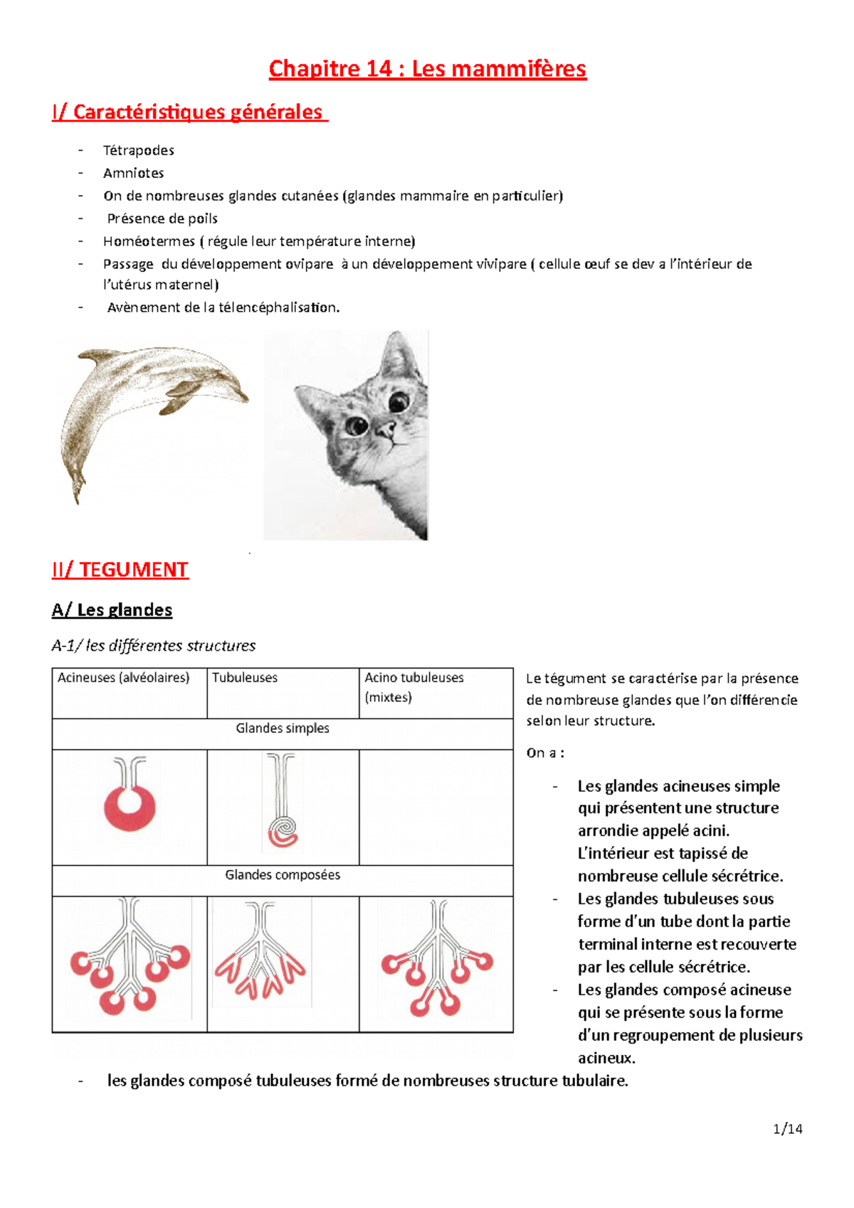 Les mammiferes - Chapitre 14 : Les mammifères I/ Caractéristiques ...