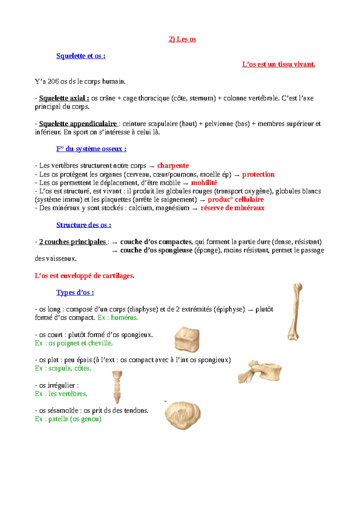 Anatomie Descriptions Les os - Les articulations - 2) Les os Squelette ...