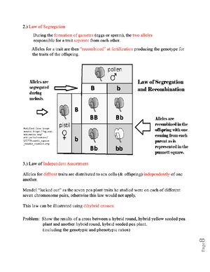 AP Biology- Unit 5 Vocabulary - Alleles - one of two or more ...