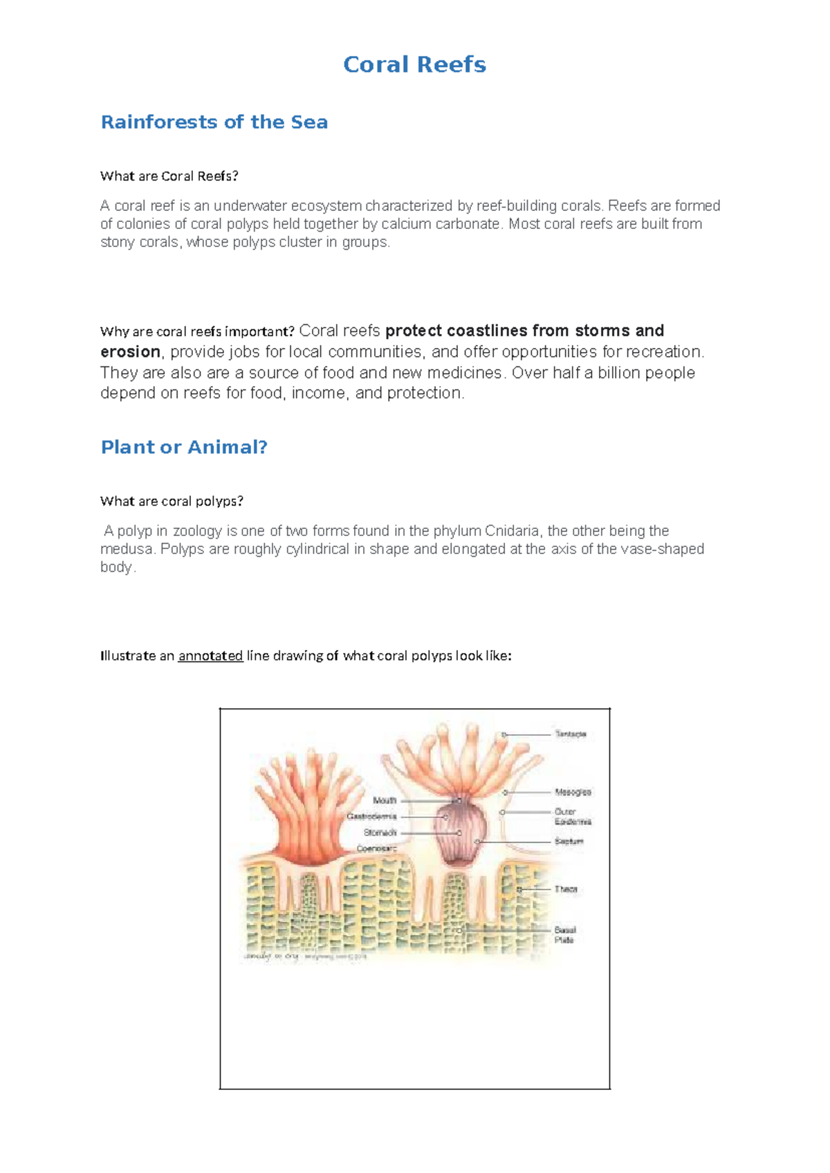 Coral Reefs and GBR Worksheet - Coral Reefs Rainforests of the Sea What ...