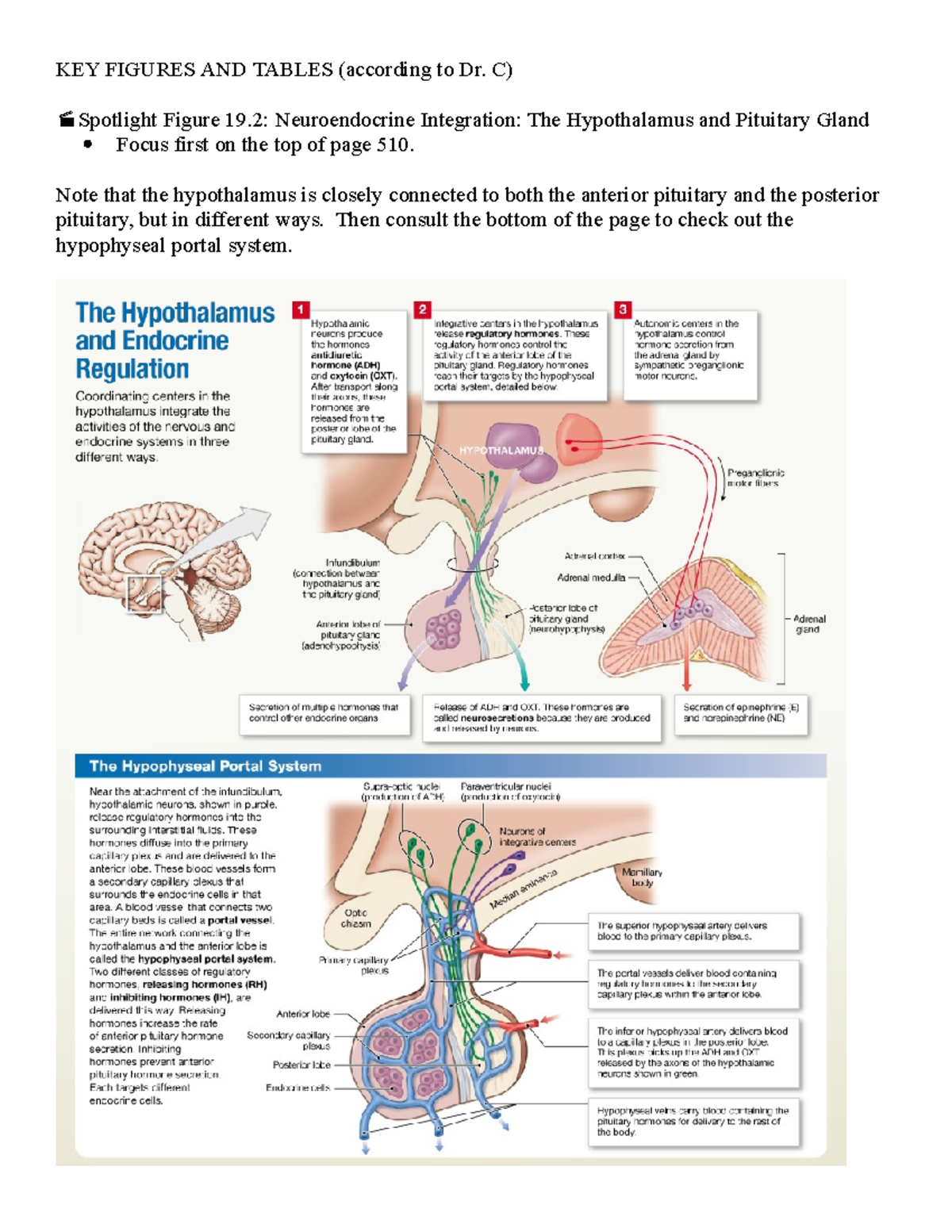 Ch.19 Q and figures - Summary Fundamentals Of Human Anatomy - KEY ...