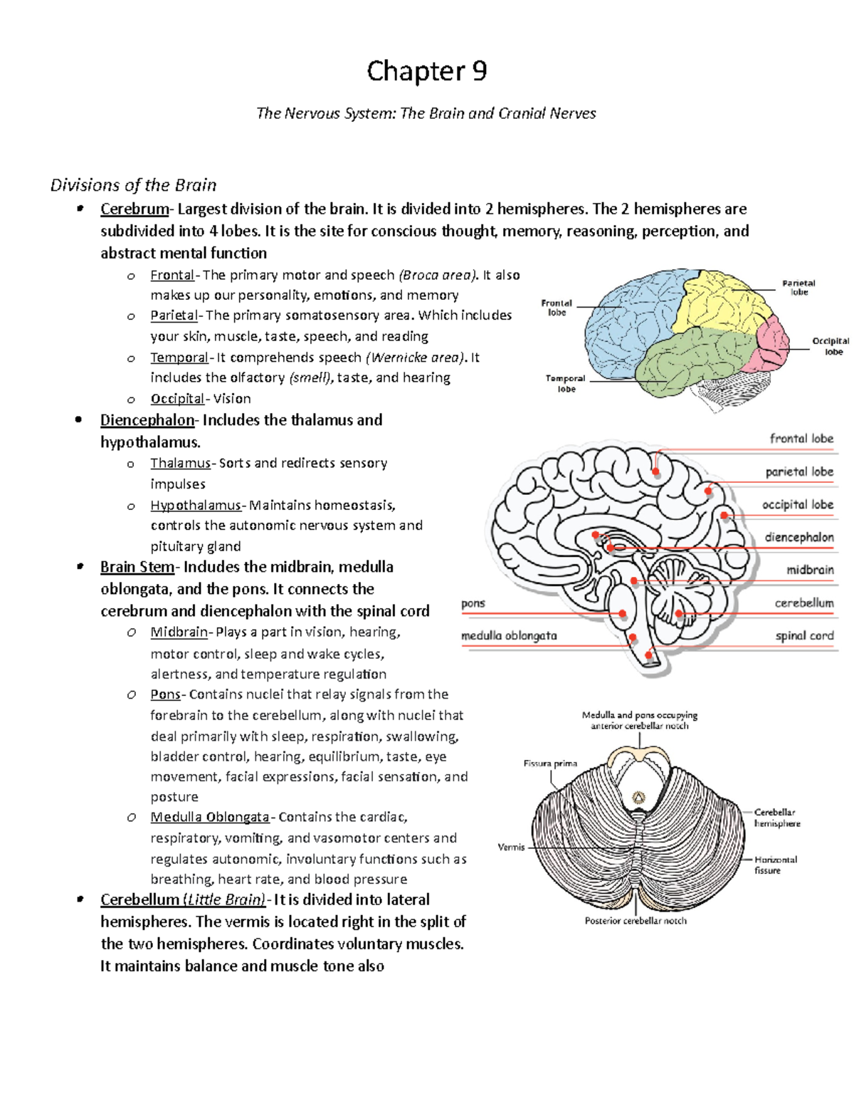 Integrated Human Sciences (Anatomy) Nervous System Brain & Cranial ...