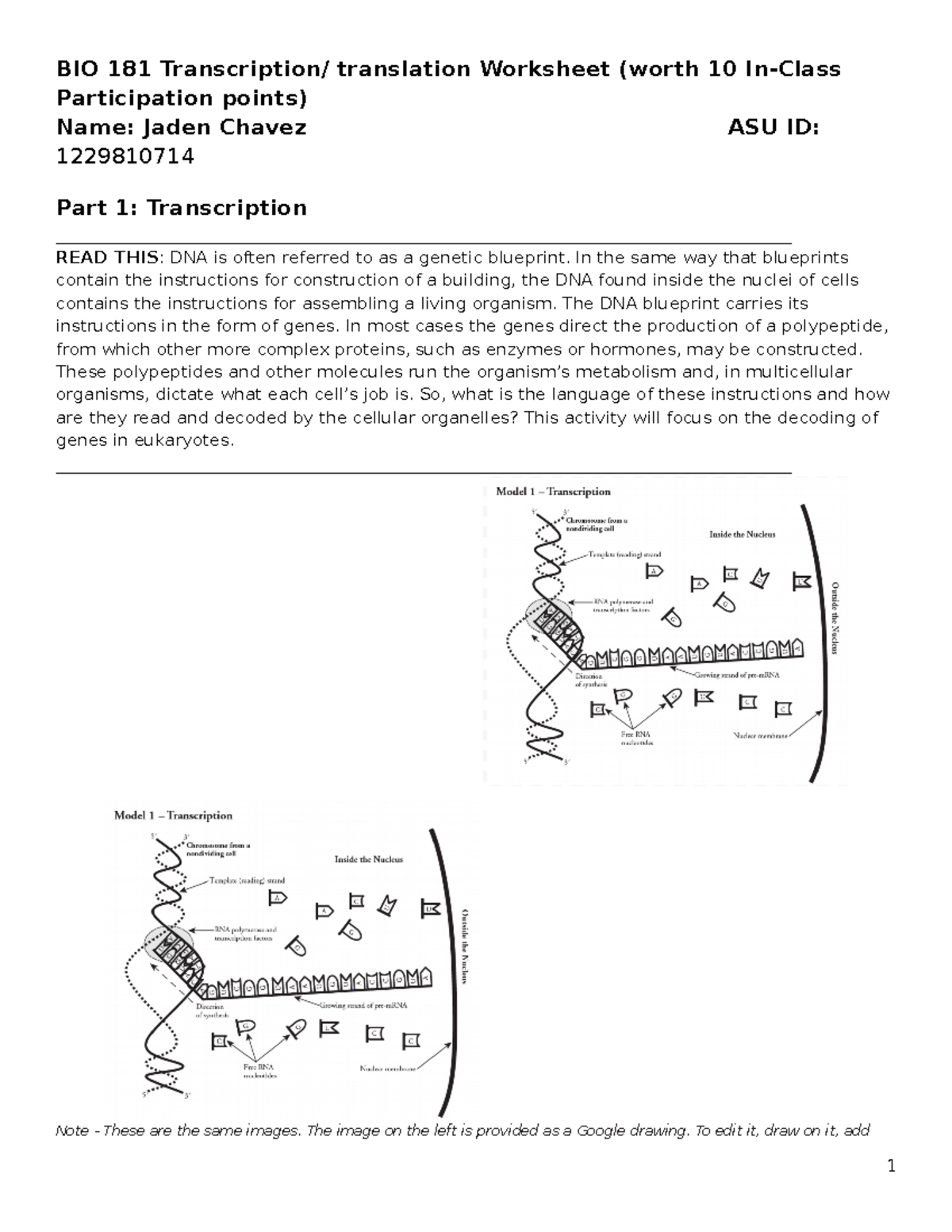 BIO 181 Transcription finished - BIO 181 Transcription/ translation ...
