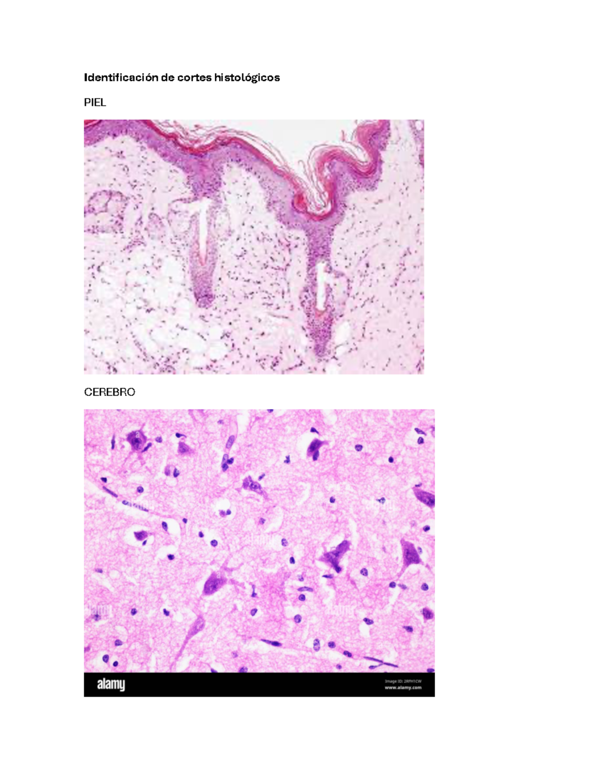 Identificación de cortes histológicos - HISTOLOGÍA - Identificación de ...