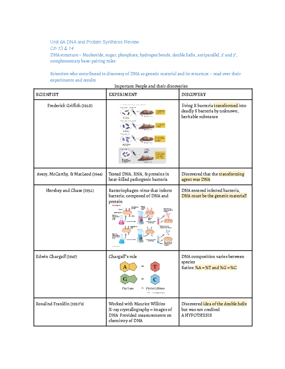 Doc 2 - Biology notes over transcription and translation: nucleotide ...