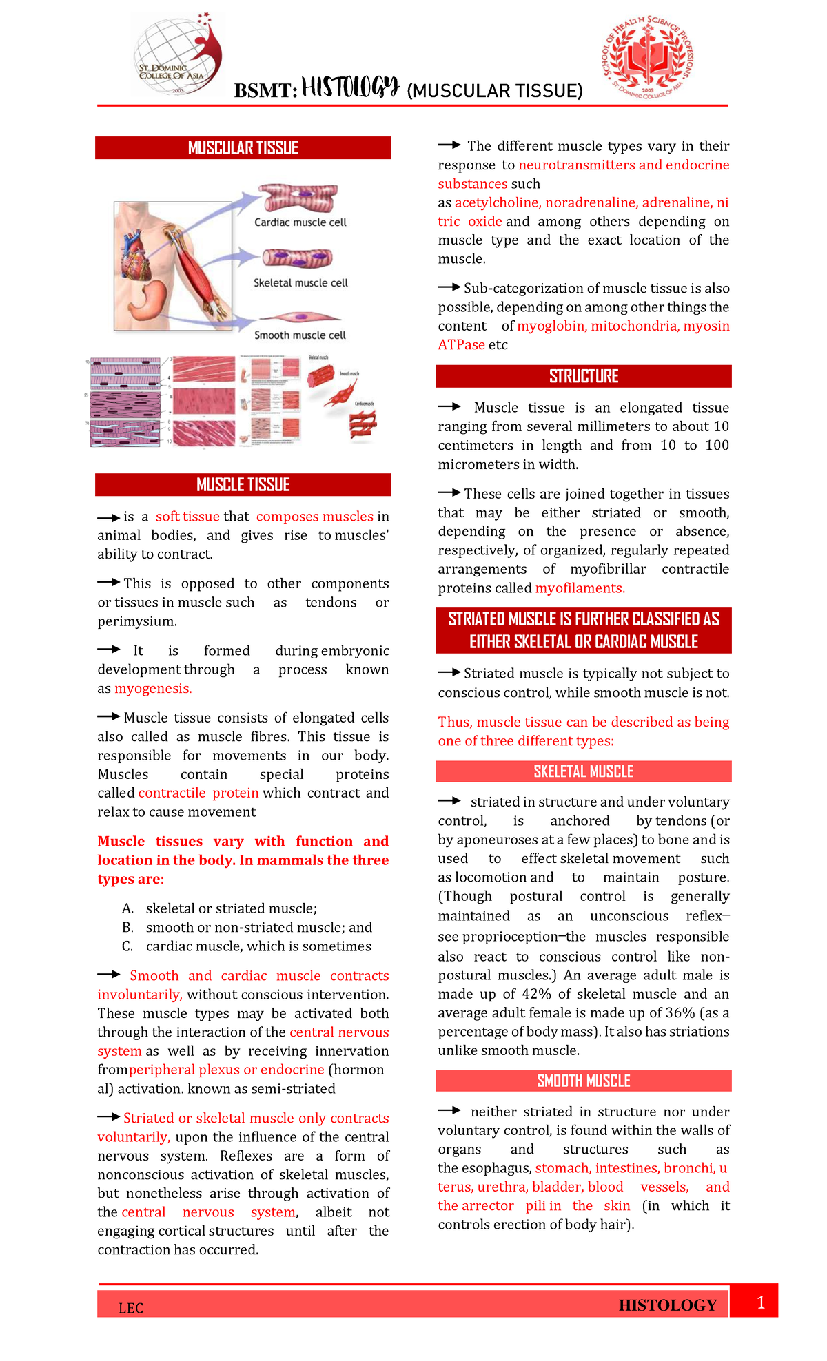 Muscular- Tissue-LEC - Lecture notes 1-3 - BSMT: (MUSCULAR TISSUE) LEC ...