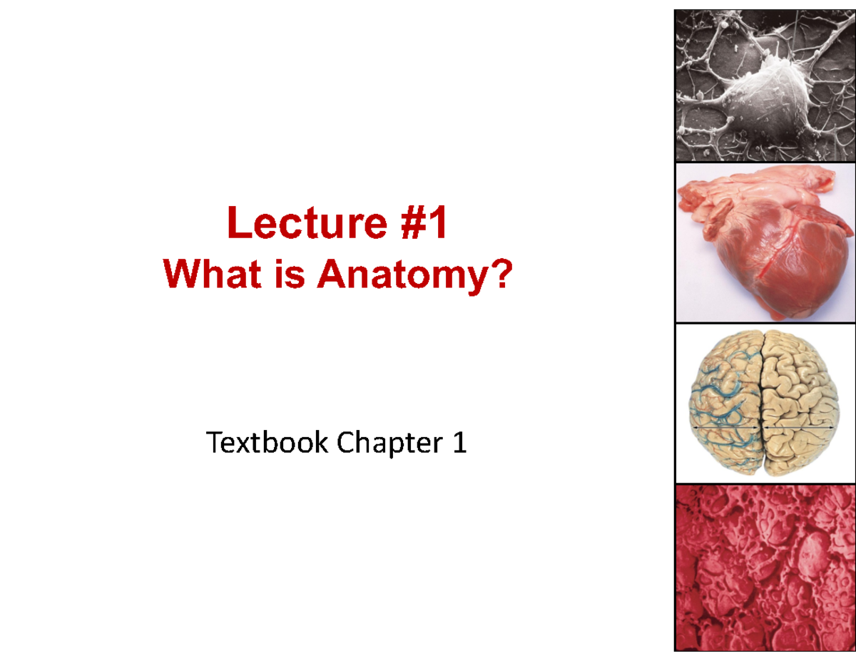 Anatomy Lecture #1 - For first year students entering the university ...