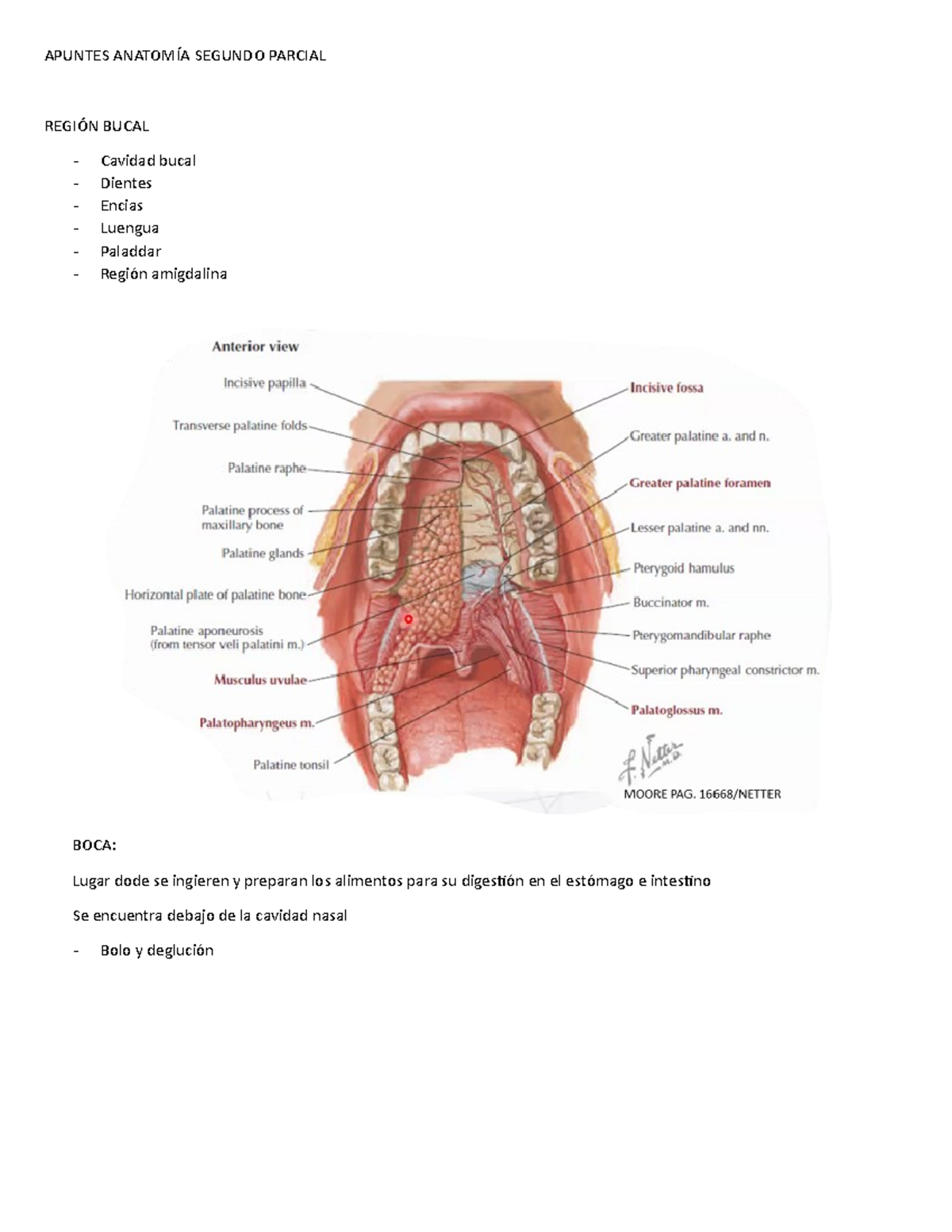 Apuntes Anatomía Segundo Parcial - APUNTES ANATOMÍA SEGUNDO PARCIAL ...