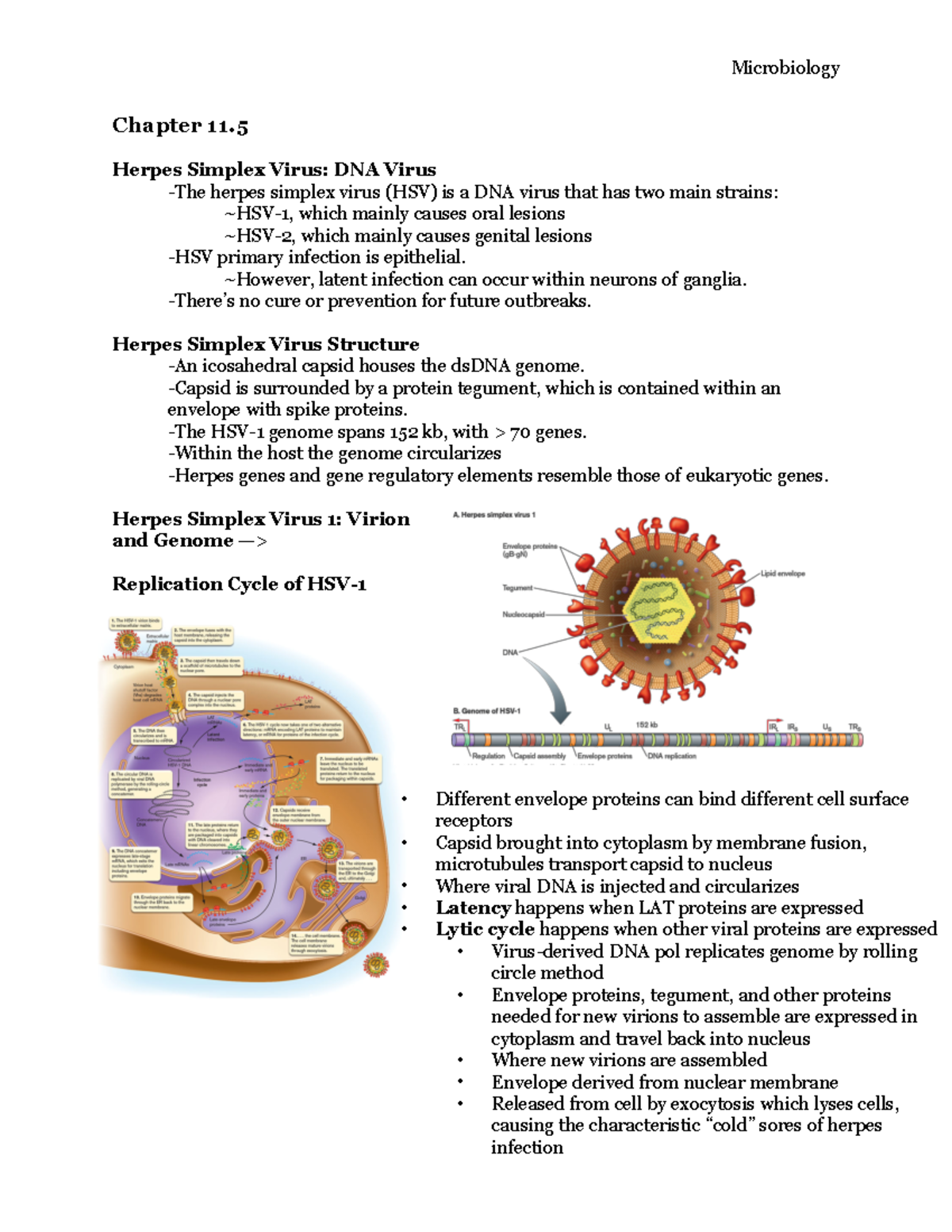 Micro 11.5 Outline - Microbiology Chapter 11. Herpes Simplex Virus: DNA ...