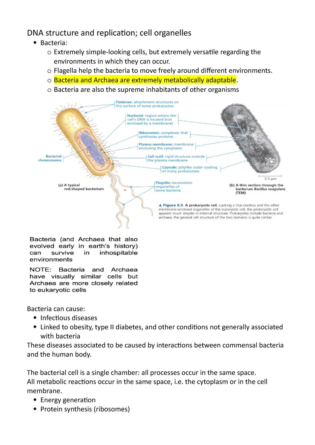 Lecture for week 2 - DNA structure and replication; cell organelles ...