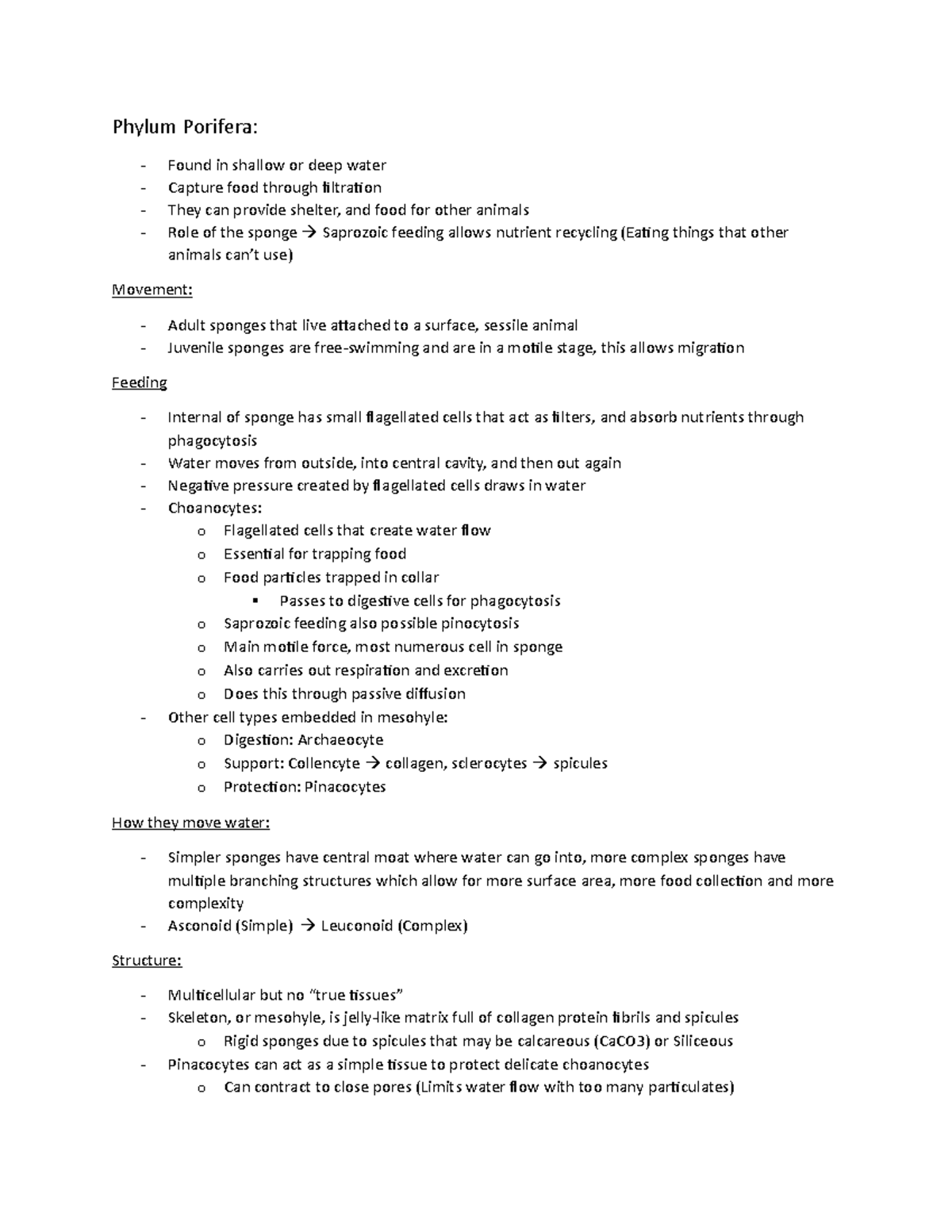 Phylum Porifera - Lecture notes 4 - Phylum Porifera: Found in shallow ...