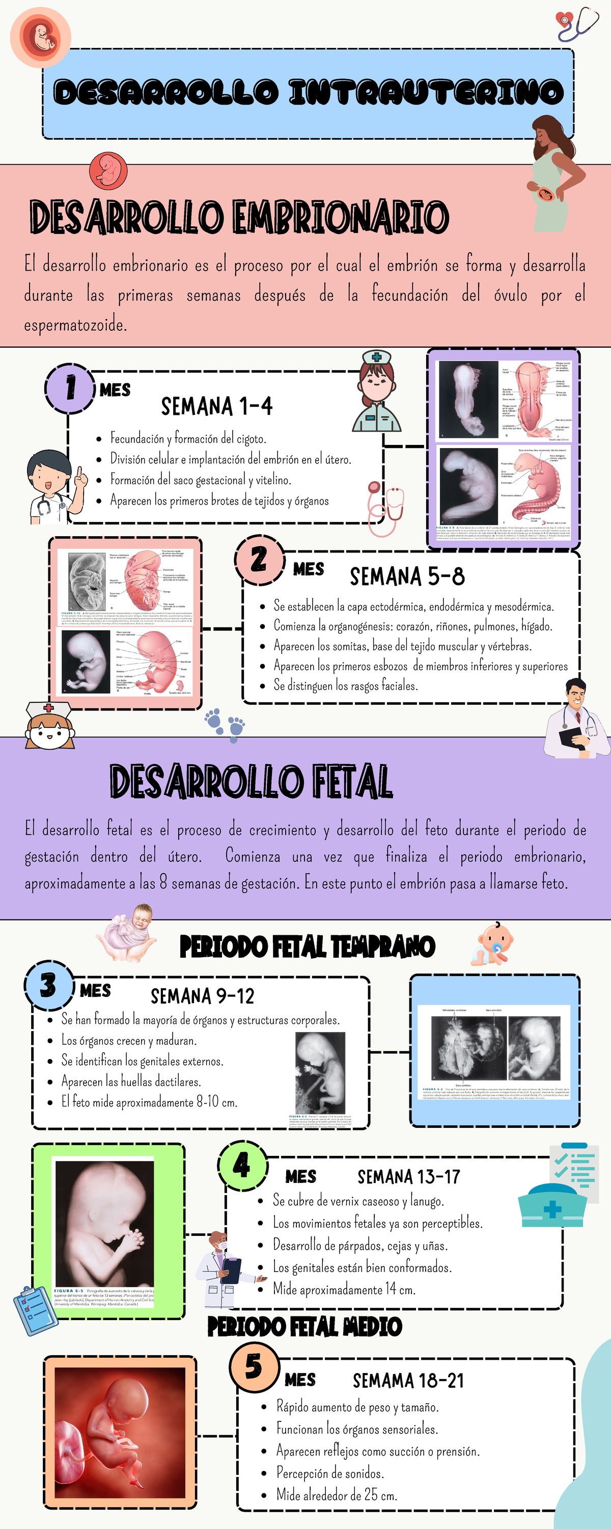 Desarrollo Intrauterino - Fecundación y formación del cigoto. División ...