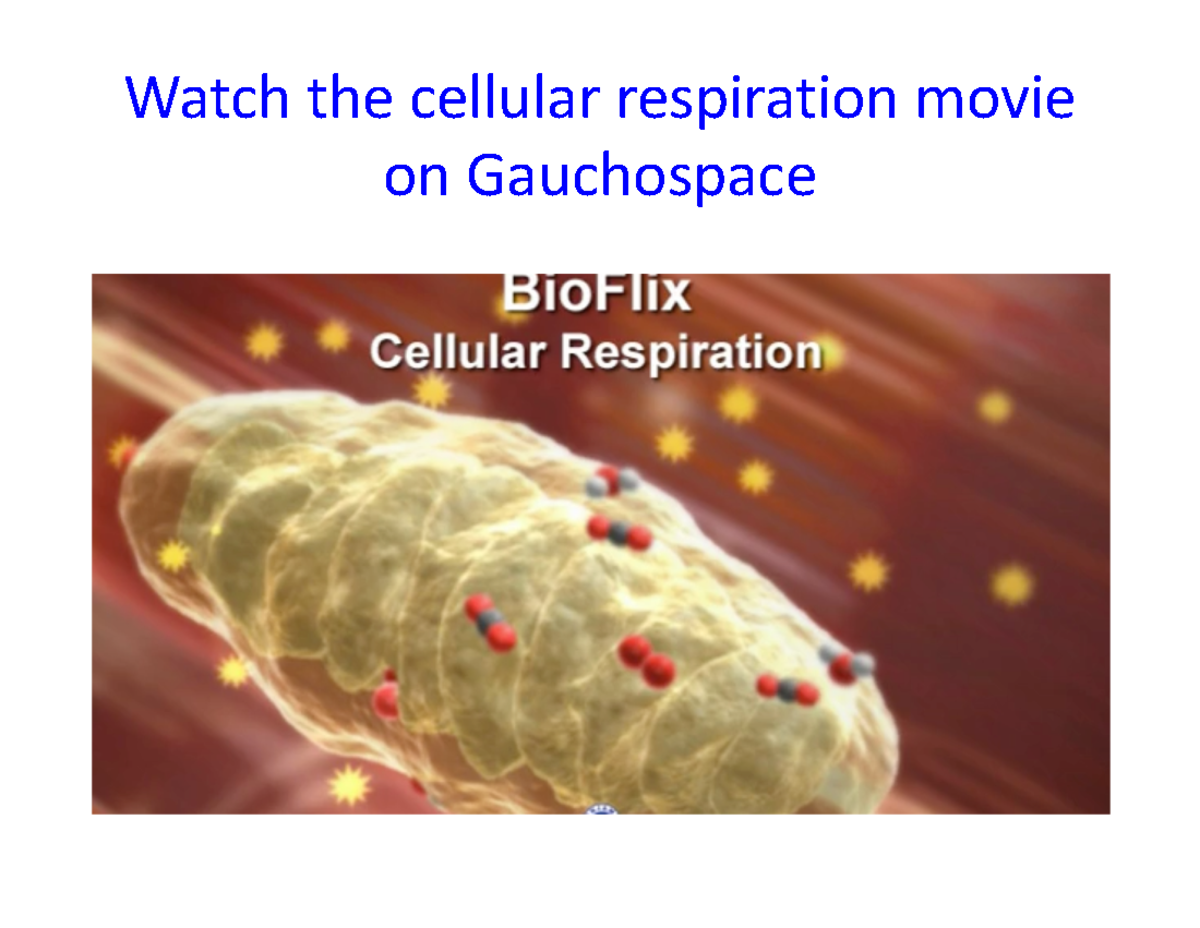 Lecture+18 - Lecture 18 slides - Watch the cellular respiration movie ...