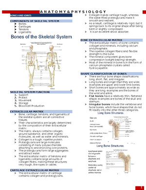 Anaphy - Chapter 5 Integumentary System - CHAPTER 5 - INTEGUMENTARY ...
