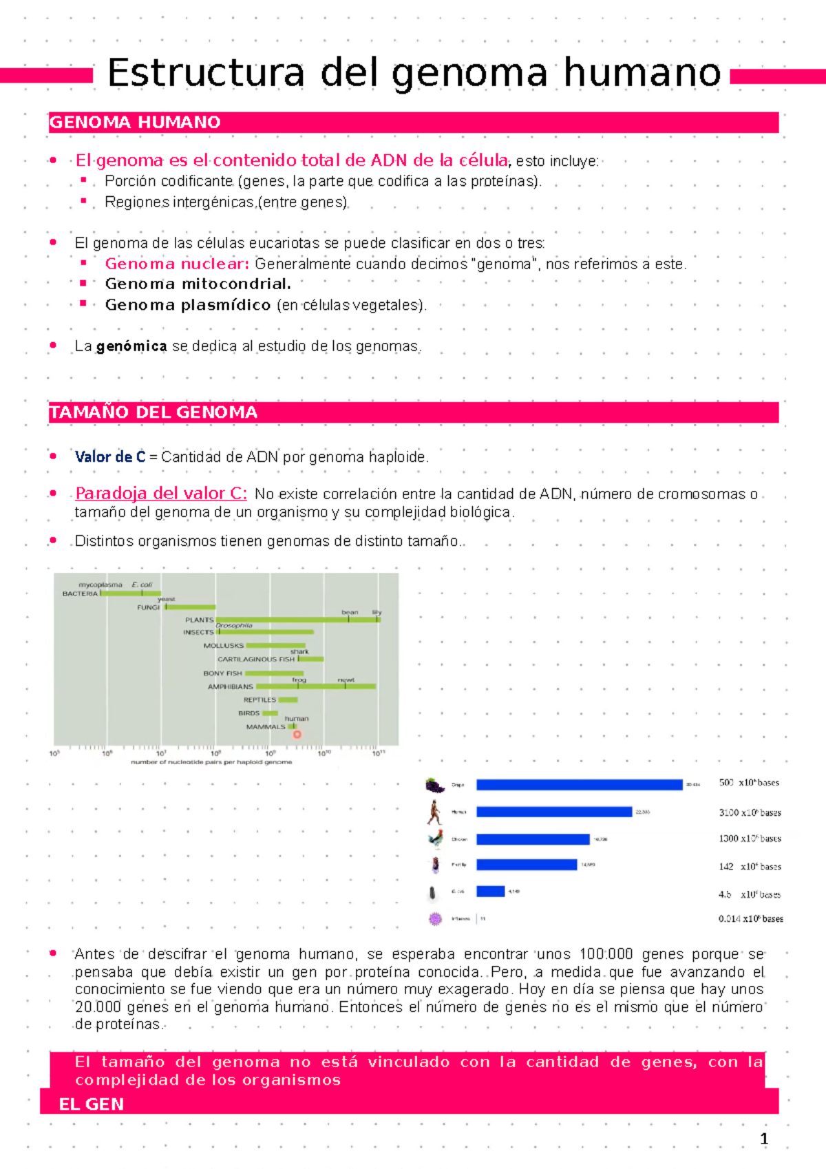 Taller 2 - Genoma humano - Estructura del genoma humano GENOMA HUMANO El genoma es el contenido ...