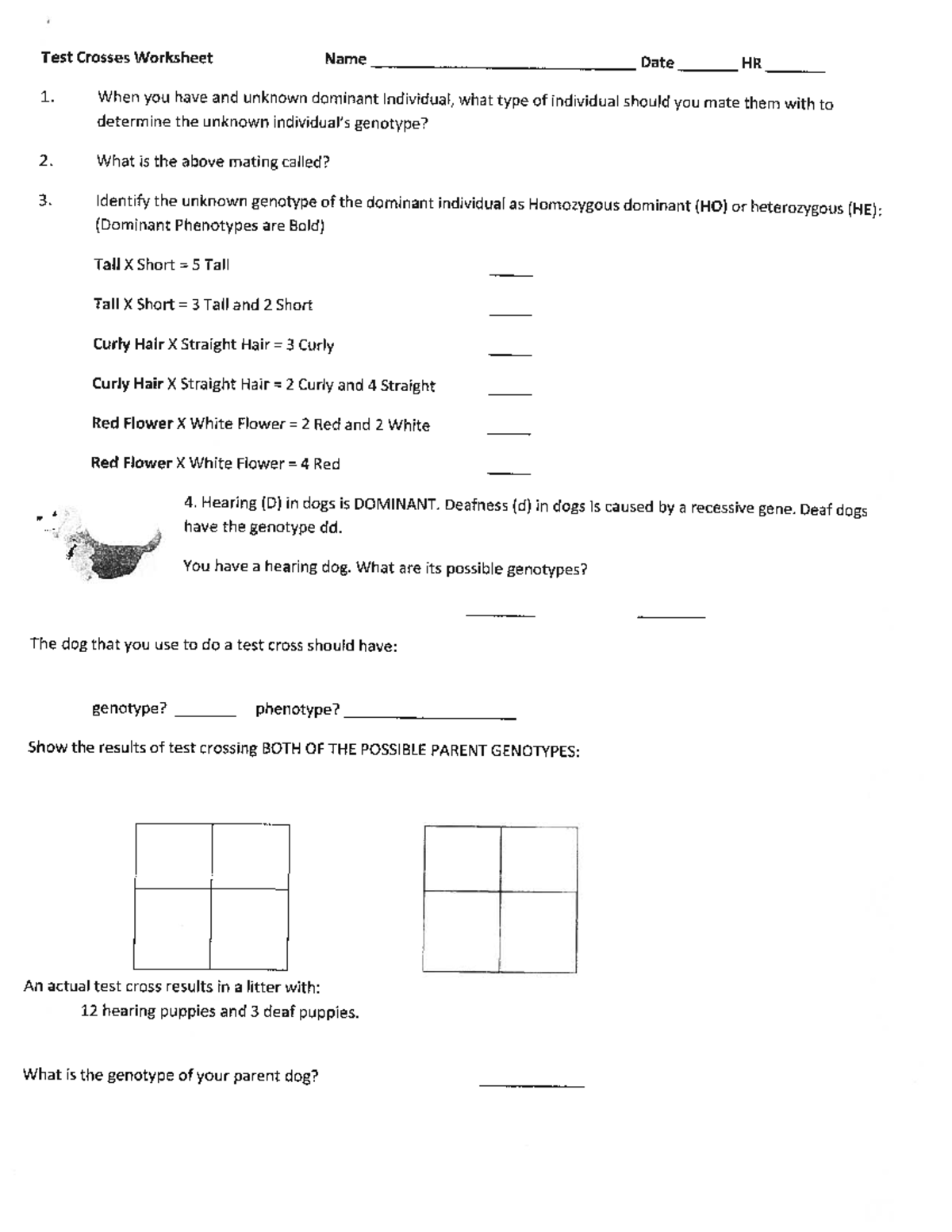 Test crosses worksheet - Studocu