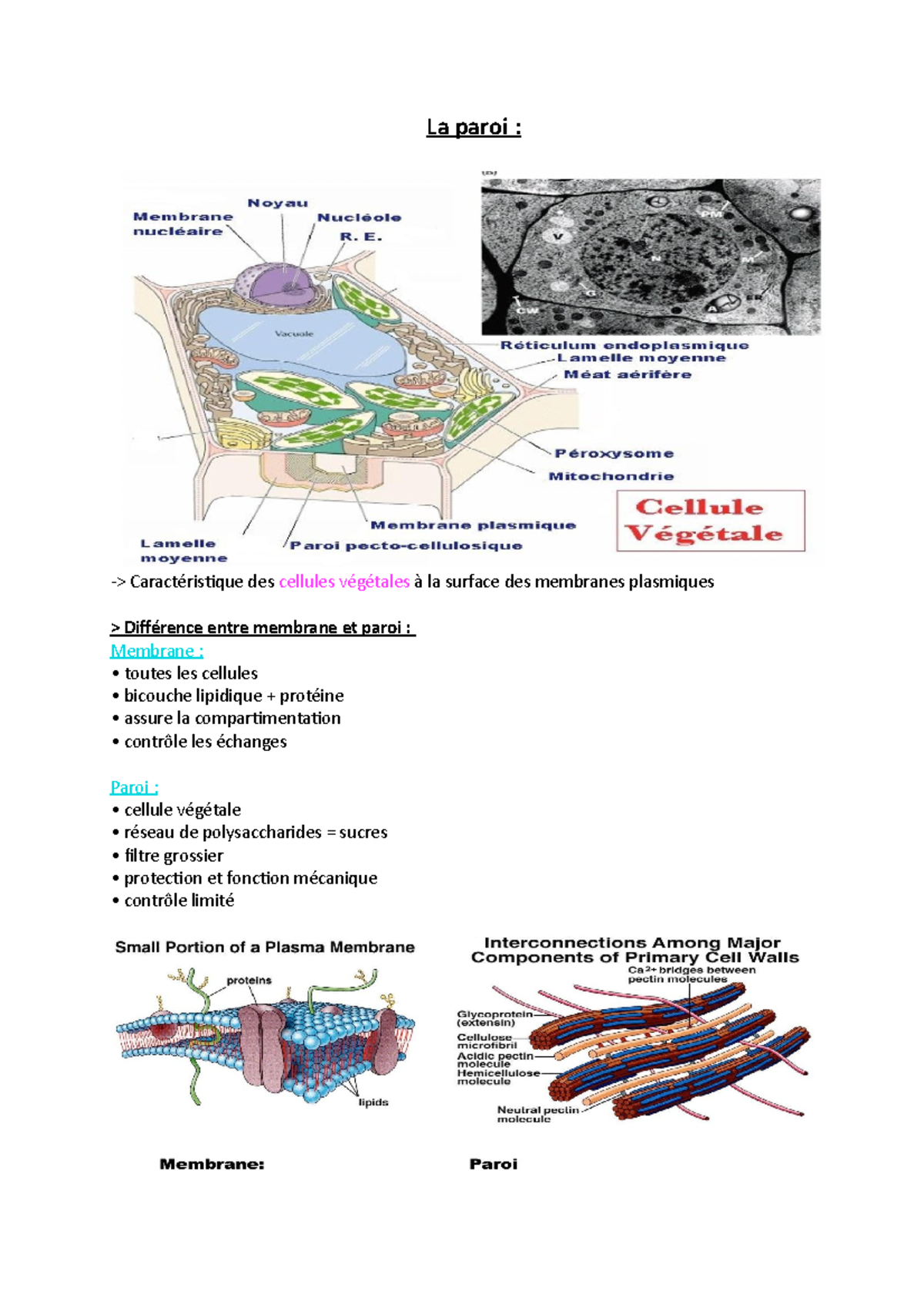 PN - paroi - La paroi : -> Caractéristique des cellules végétales à la ...