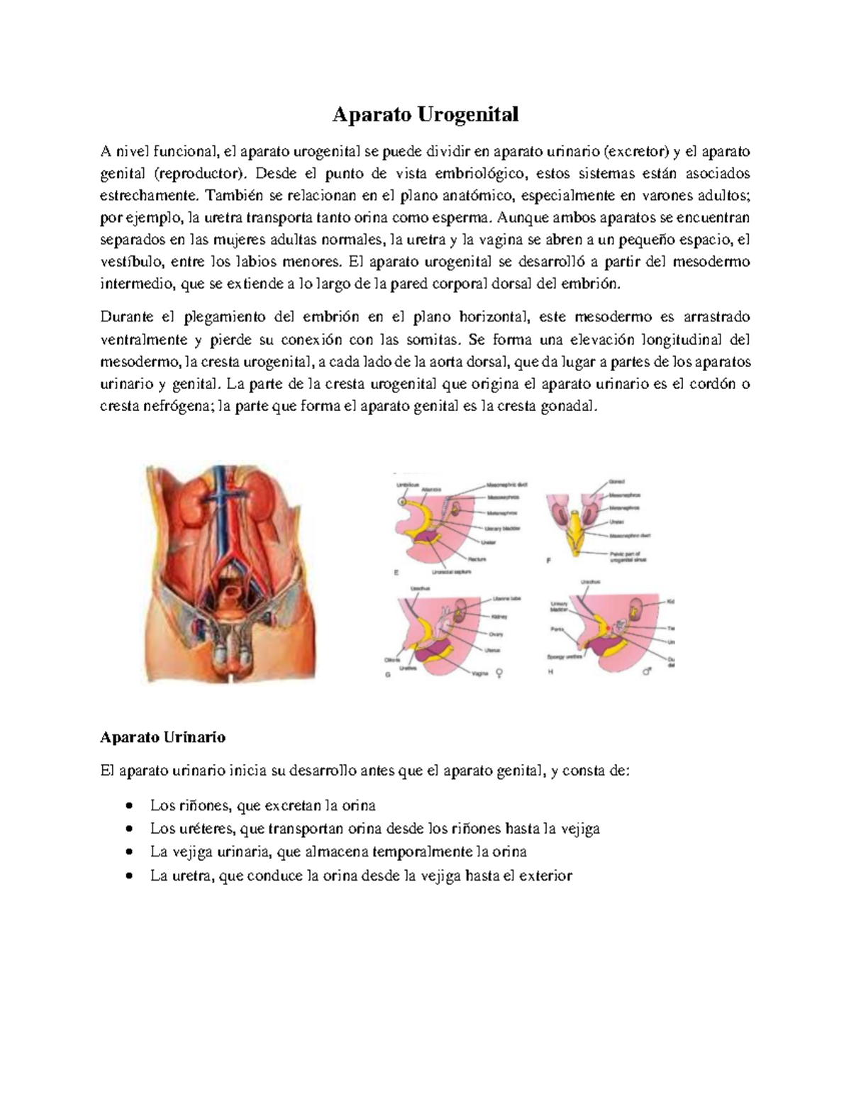 Aparato Urogenital materia Embriología - Aparato Urogenital A nivel ...