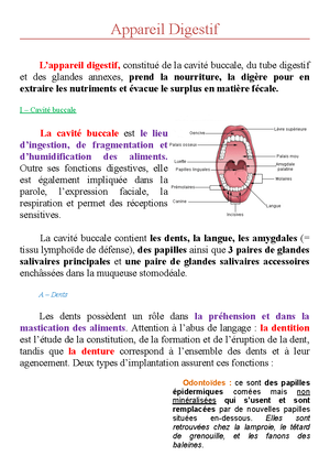 Anatomie - Il existe 3 Plans différents : Le plan sagittal qui a pour ...