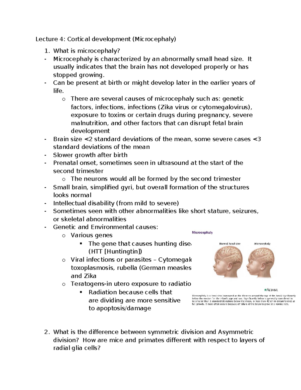 Lecture 4 Cortical development (Microcephaly) - Lecture 4: Cortical ...