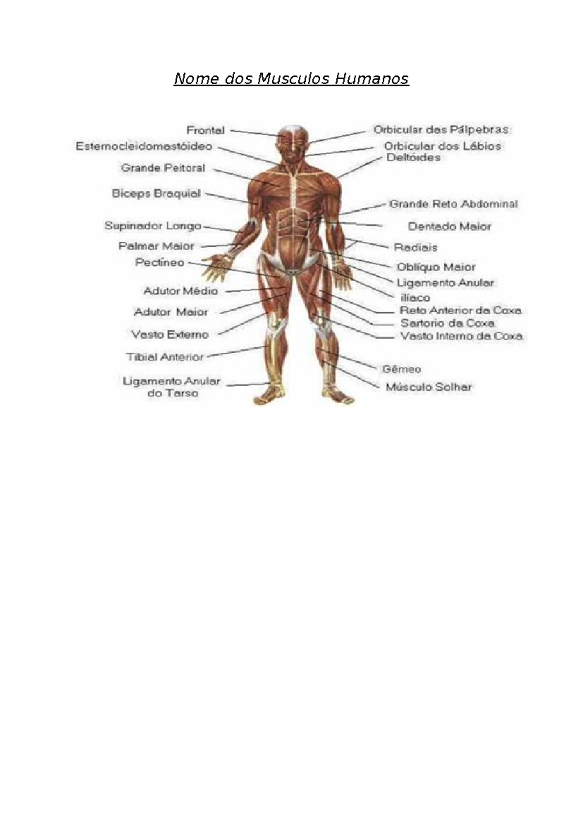 Nome dos Musculos Humanos- Fisioterapia - Fisiologia Humana - Nome dos ...