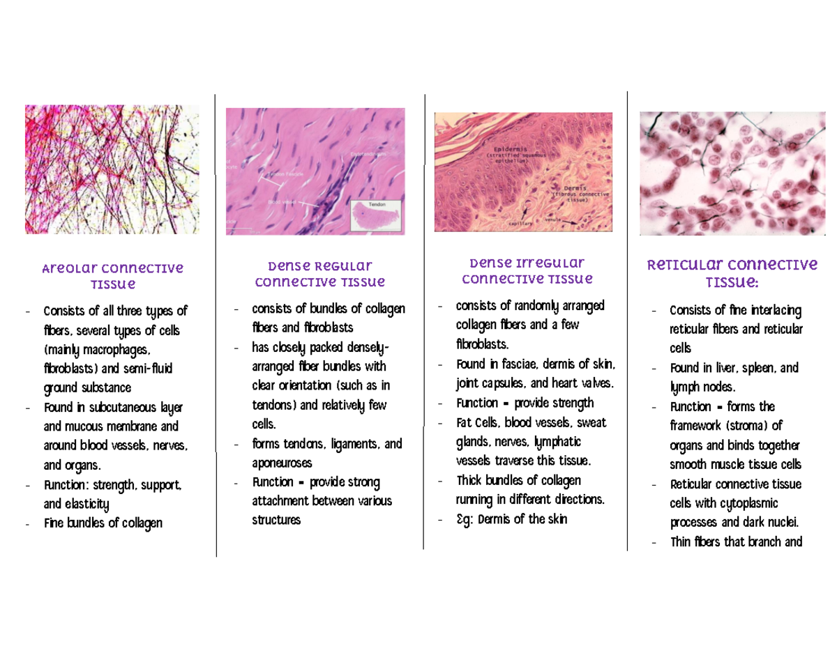 Lymph Connective Tissue