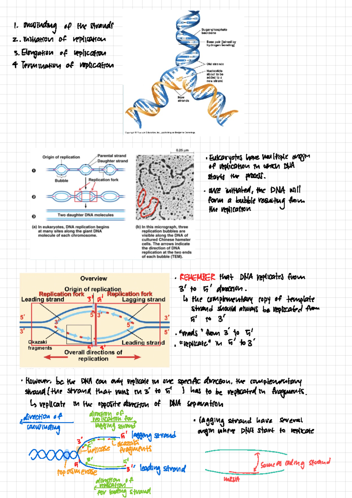 DNA Replication Step By Step - unwinding of the strands initiation of ...