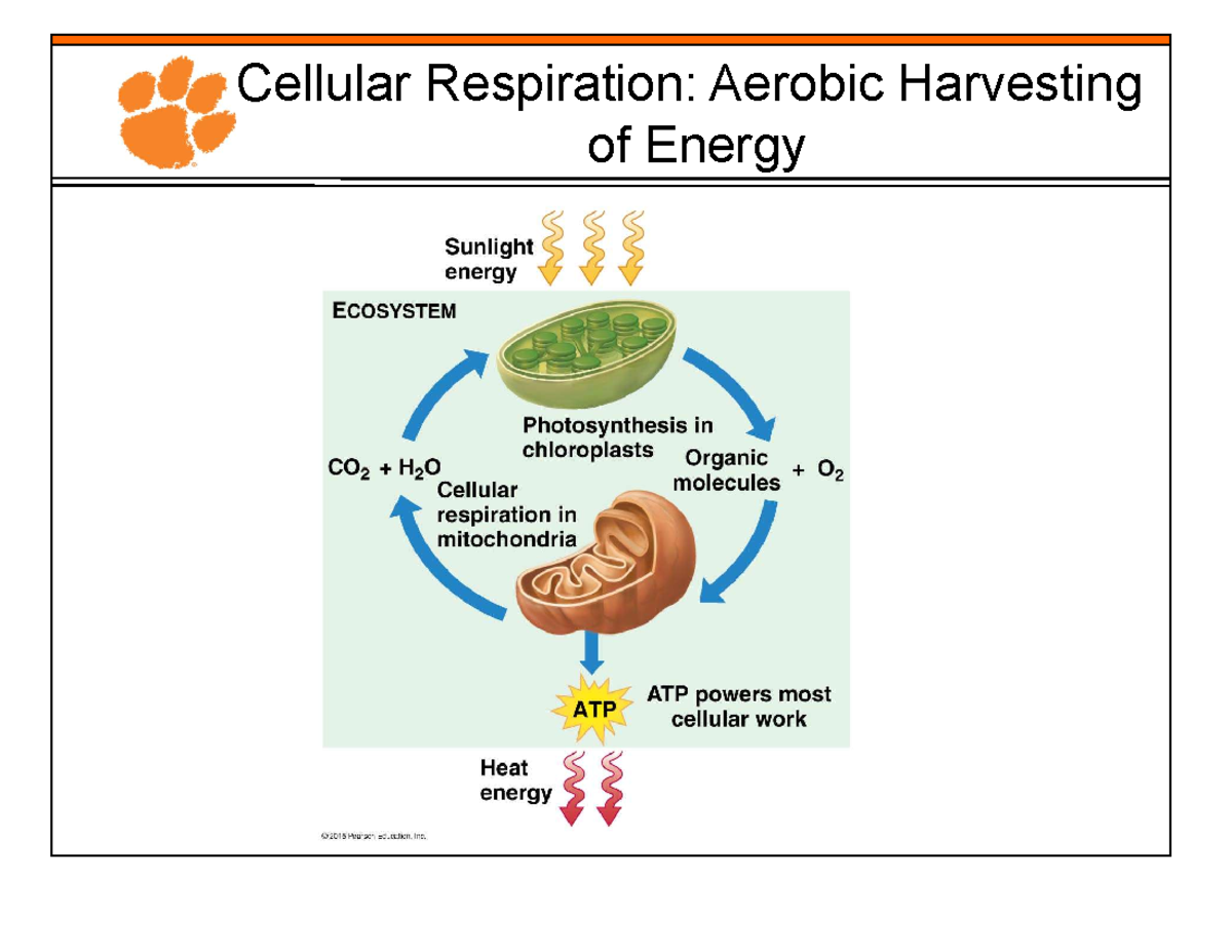 Chapter 6 Notes for BIOL 104 0 - BIOL 104 - of Energy of Energy Cell ...