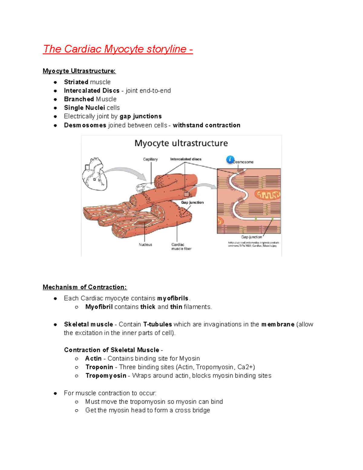 Cardiac function Notes - The Cardiac Myocyte storyline - Myocyte ...