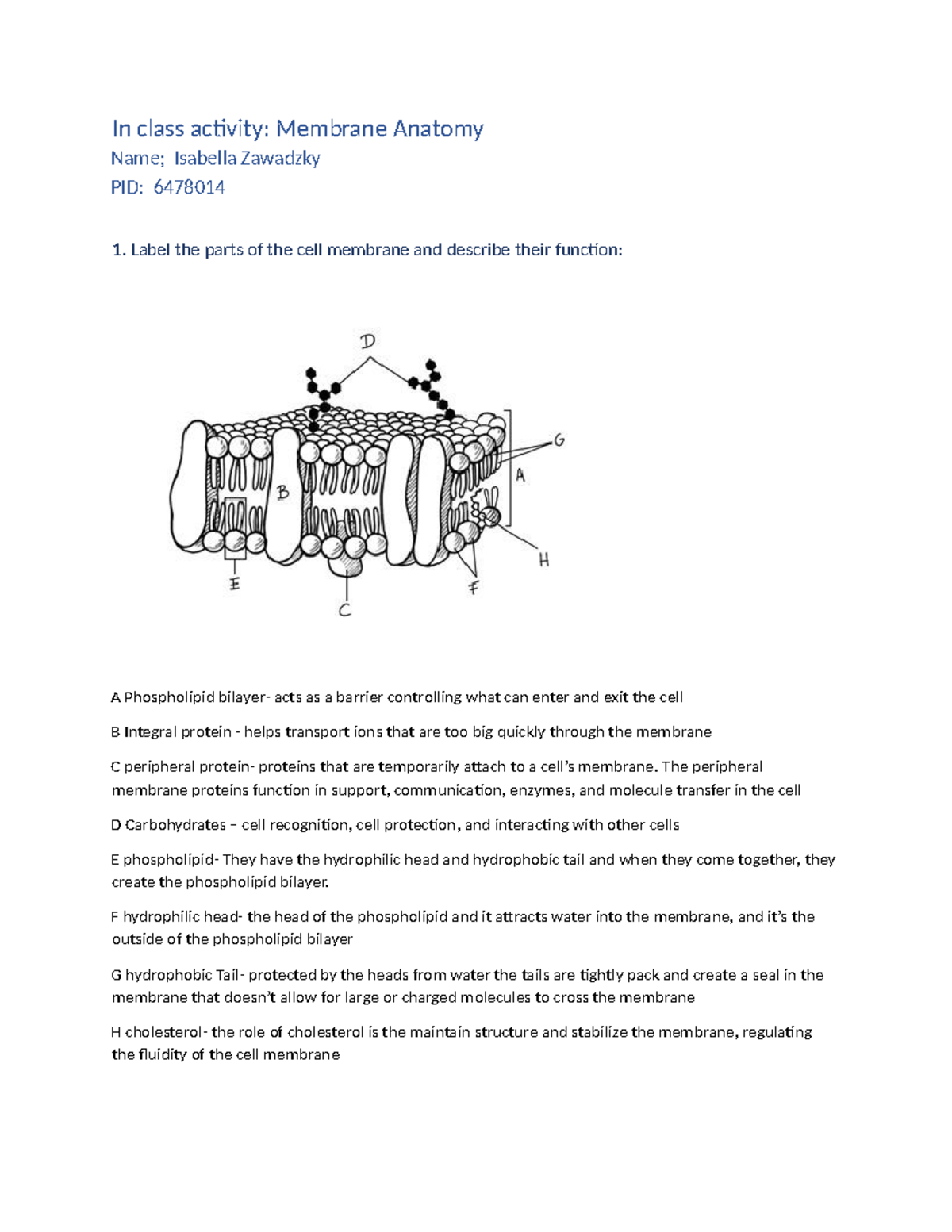 Membrane parts and functions - In class activity: Membrane Anatomy Name ...