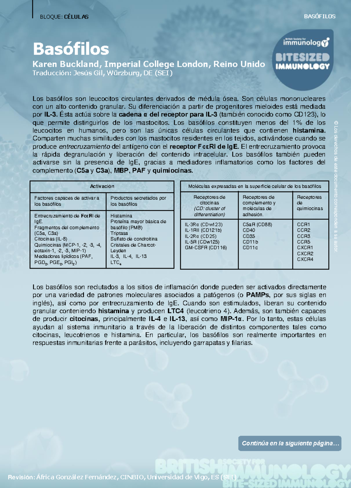 1. Basófilos, descripción, valores normales y componentes - BLOQUE ...