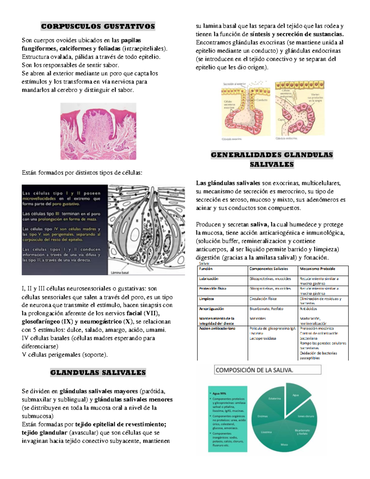 Corpusculos Gustativos resumen - CORPUSCULOS GUSTATIVOS Son cuerpos ...