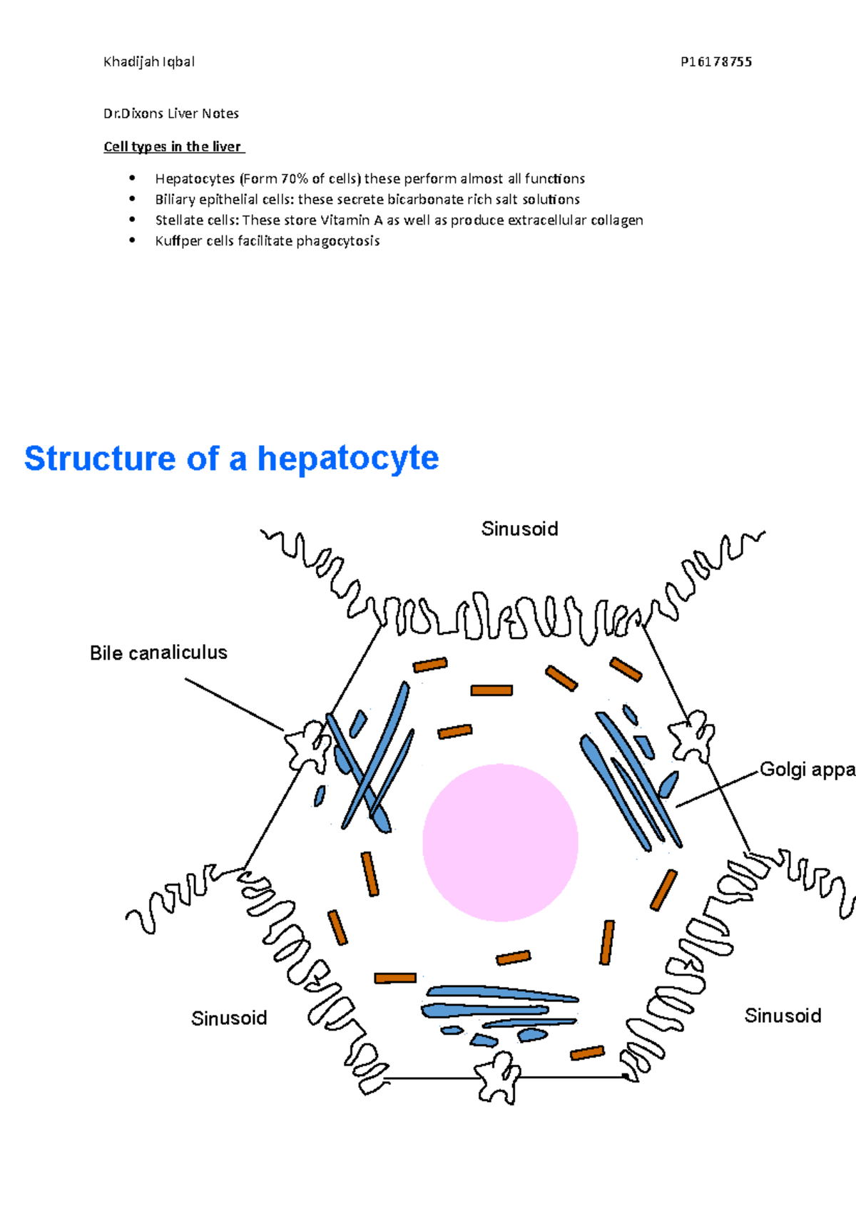 Liver structure and function - Sinusoid Sinusoid Sinusoid Golgi appar ...