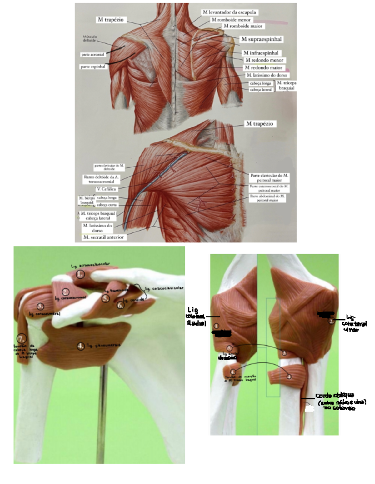 Membro Superior resumo prática - Morfologia I - Studocu