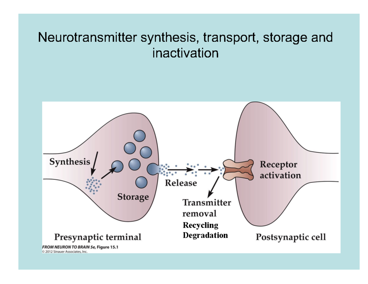 Lecture 9Transmitter Synthesis - Neurotransmitter synthesis, transport ...