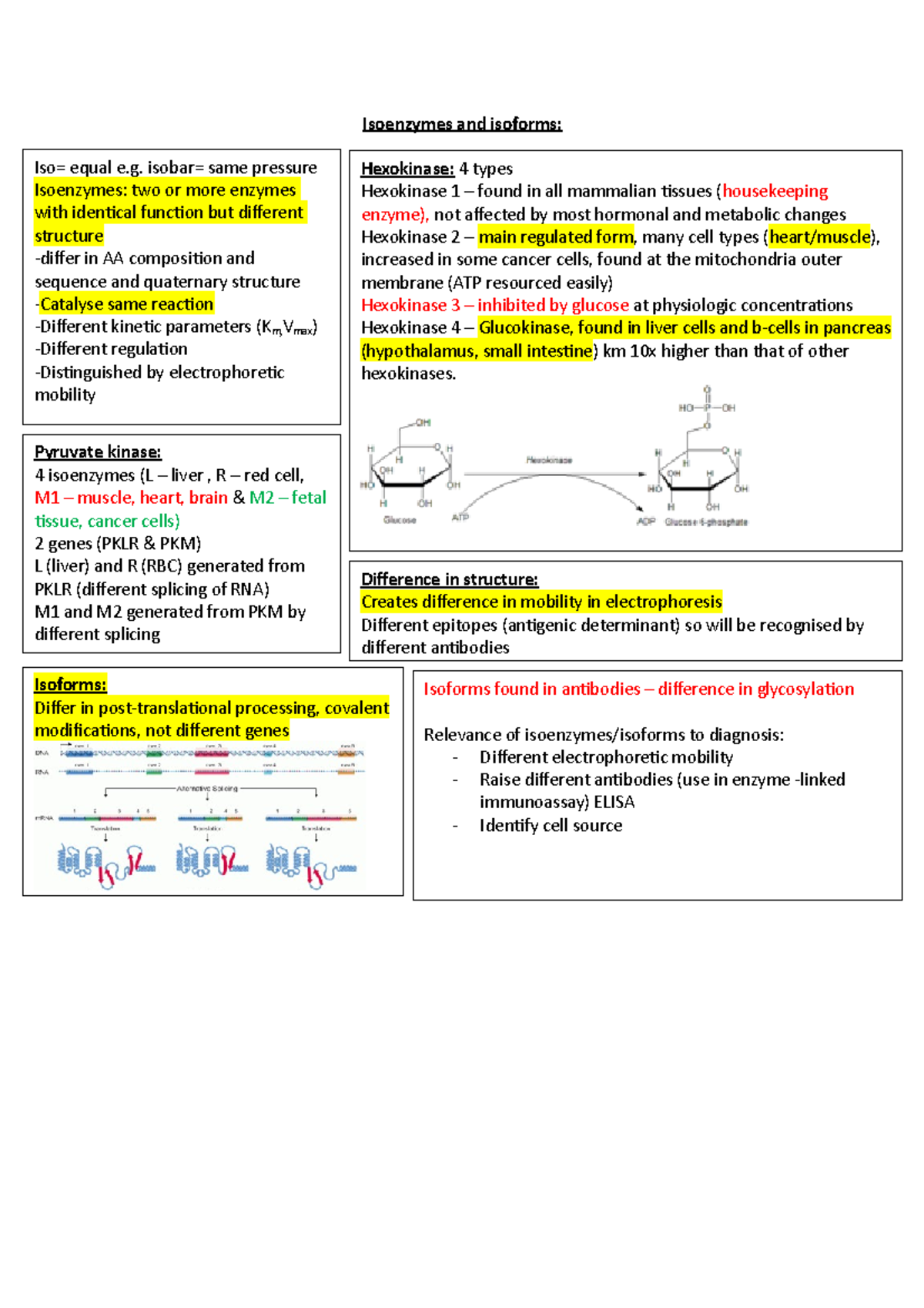 Isoenzymes and isoforms 13 - Isoenzymes and isoforms: Iso= equal e ...