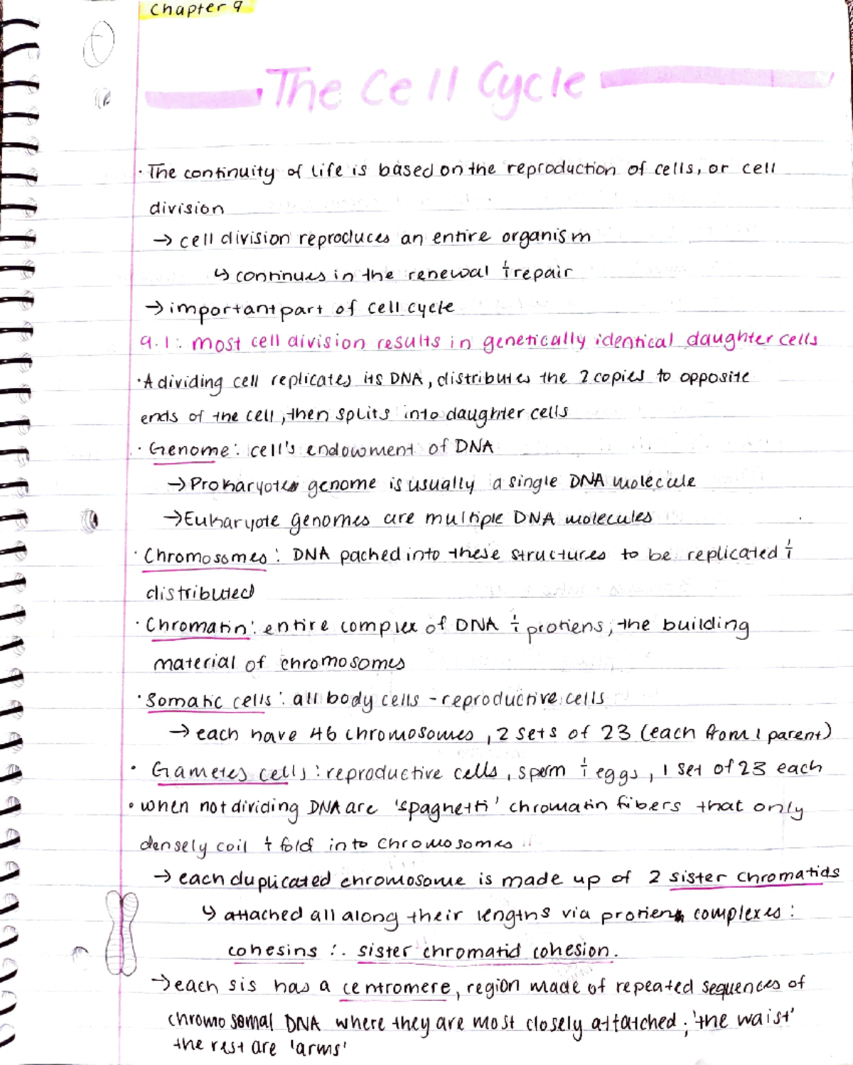 Chap 9, The Cell Cycle - Chapter 9 The Ce ll ycle The continuity of ife ...