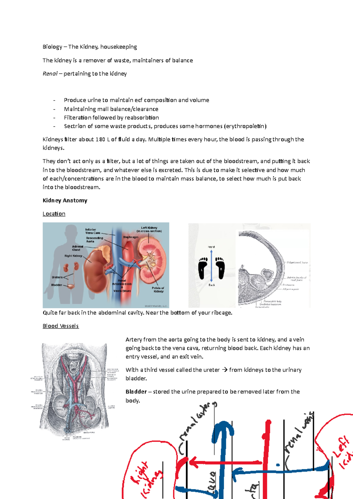 Kidney - Lecture notes 15 - Biology – The Kidney, housekeeping The ...