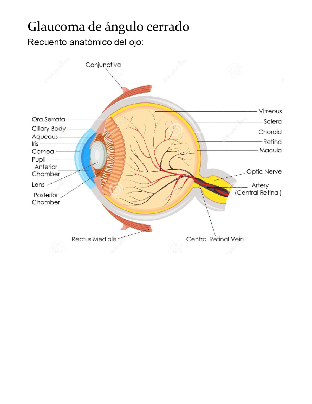 Resumen de Glaucoma de ángulo cerrado - Recuento anatómico del ojo: Hoy ...