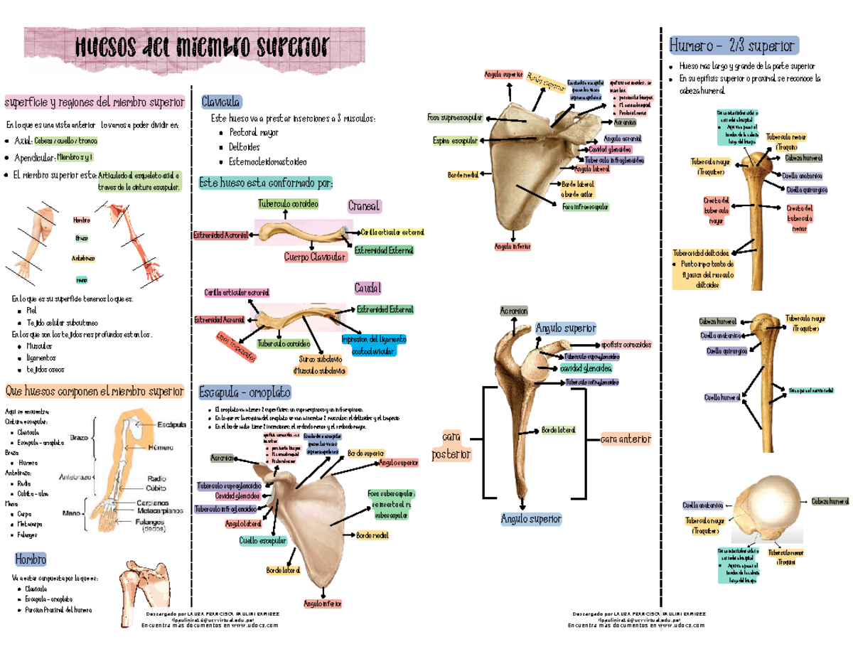 Huesos DEL Miembro Superior - N2 - Huesos del miembro superior ...