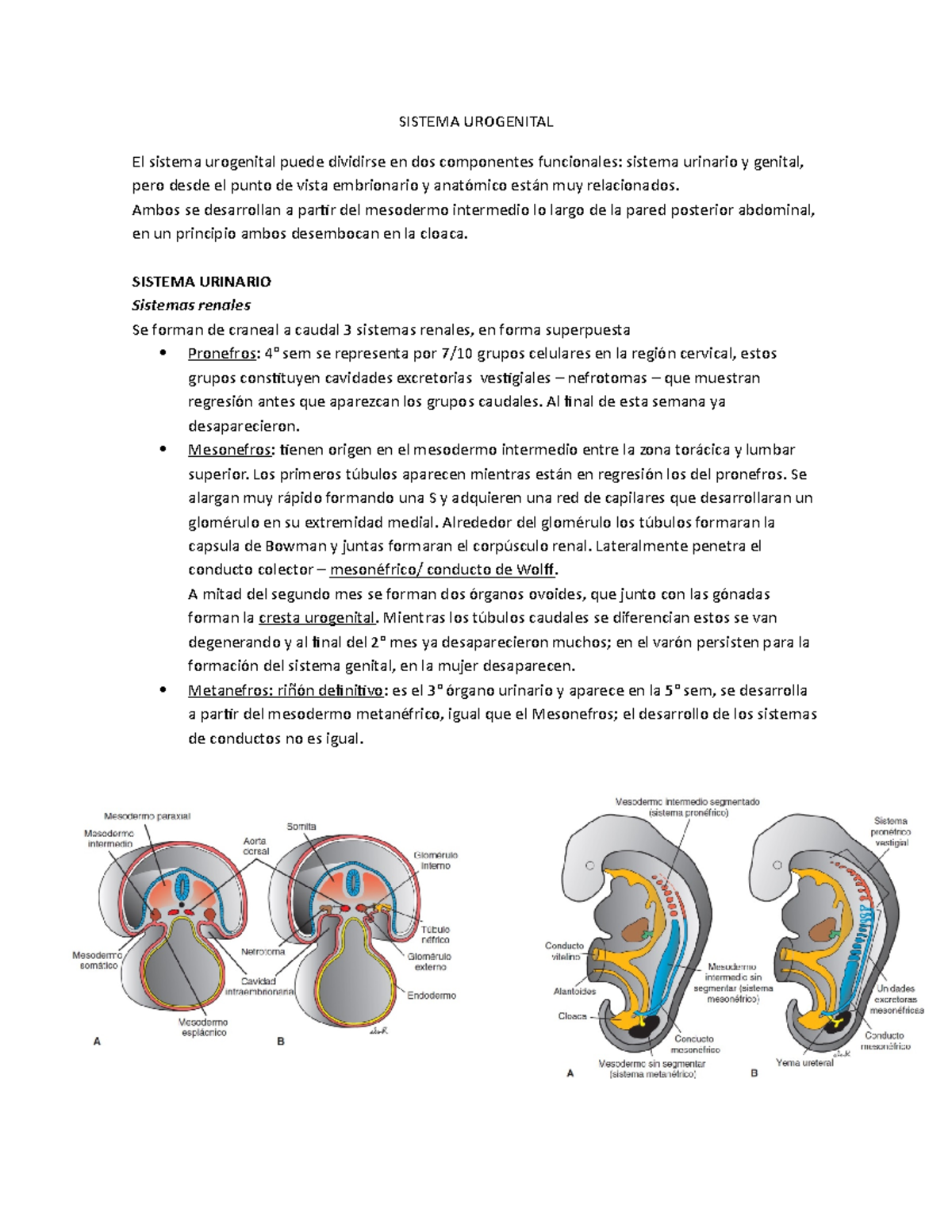 NÚcleo 6 Sistema Urogenital - SISTEMA UROGENITAL El sistema urogenital ...
